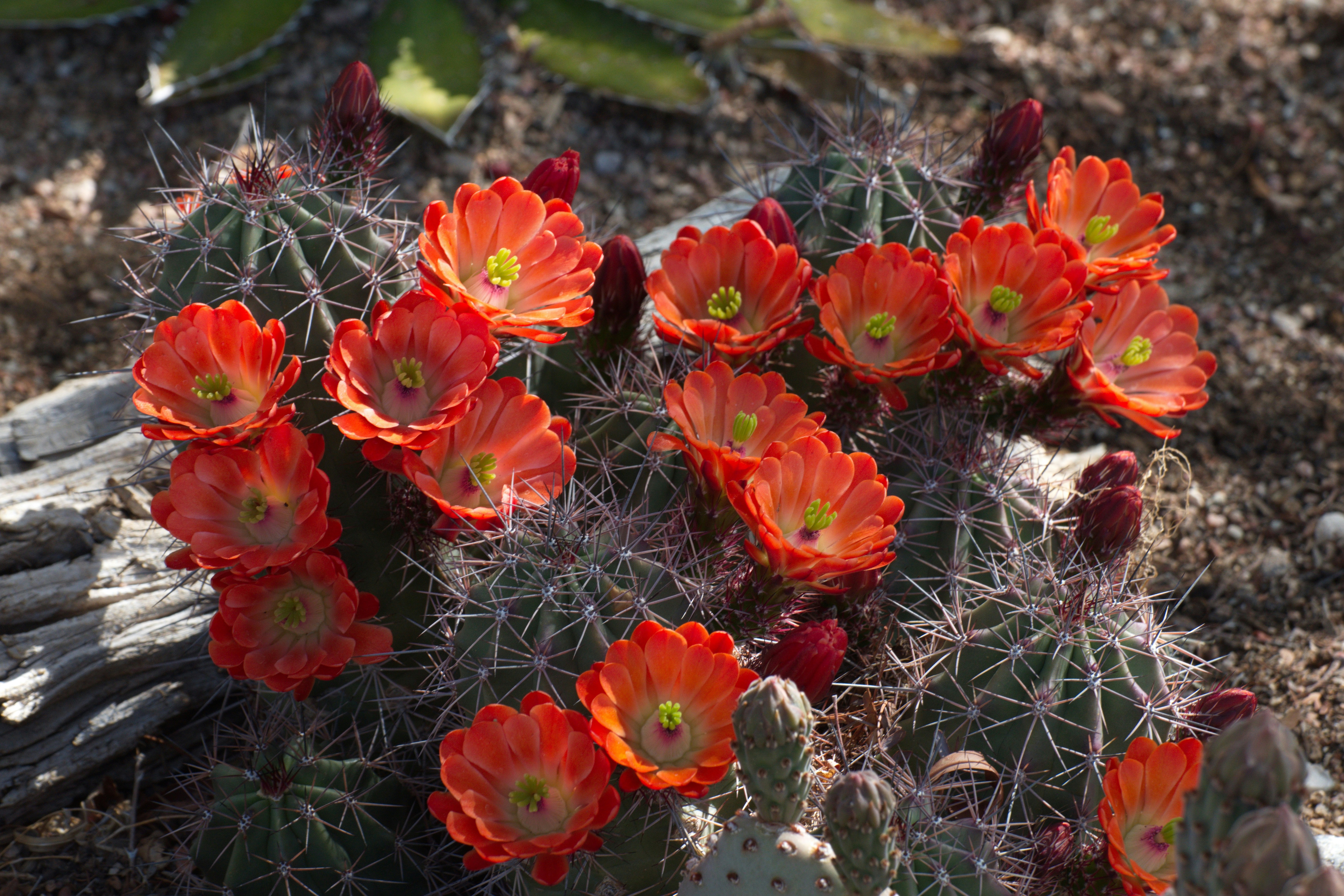 Vibrant orange cactus flowers blooming against a backdrop of spiky green cacti in a sunlit desert.