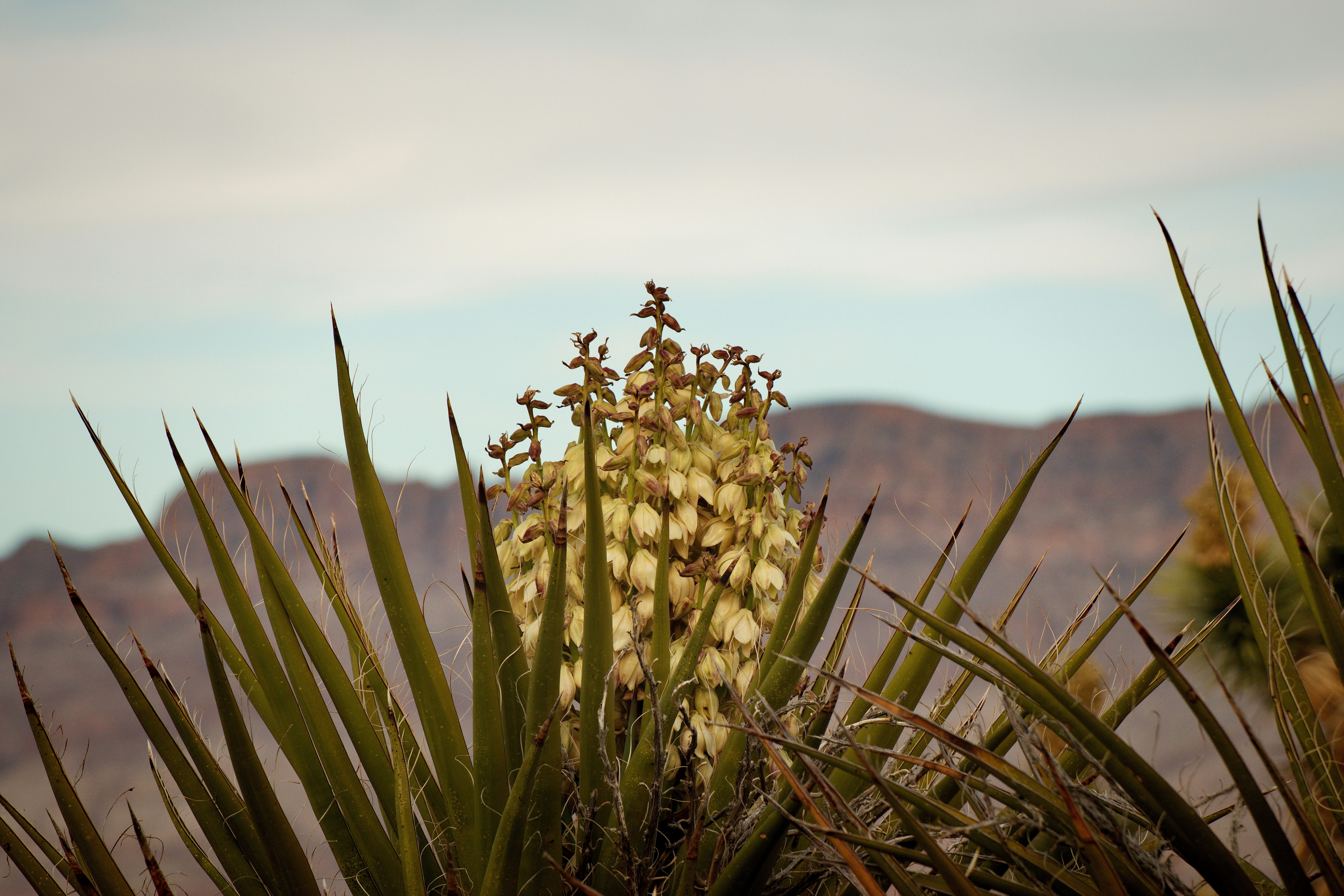 Lone Agave Inflorescence Rising Against a Desert Ridge