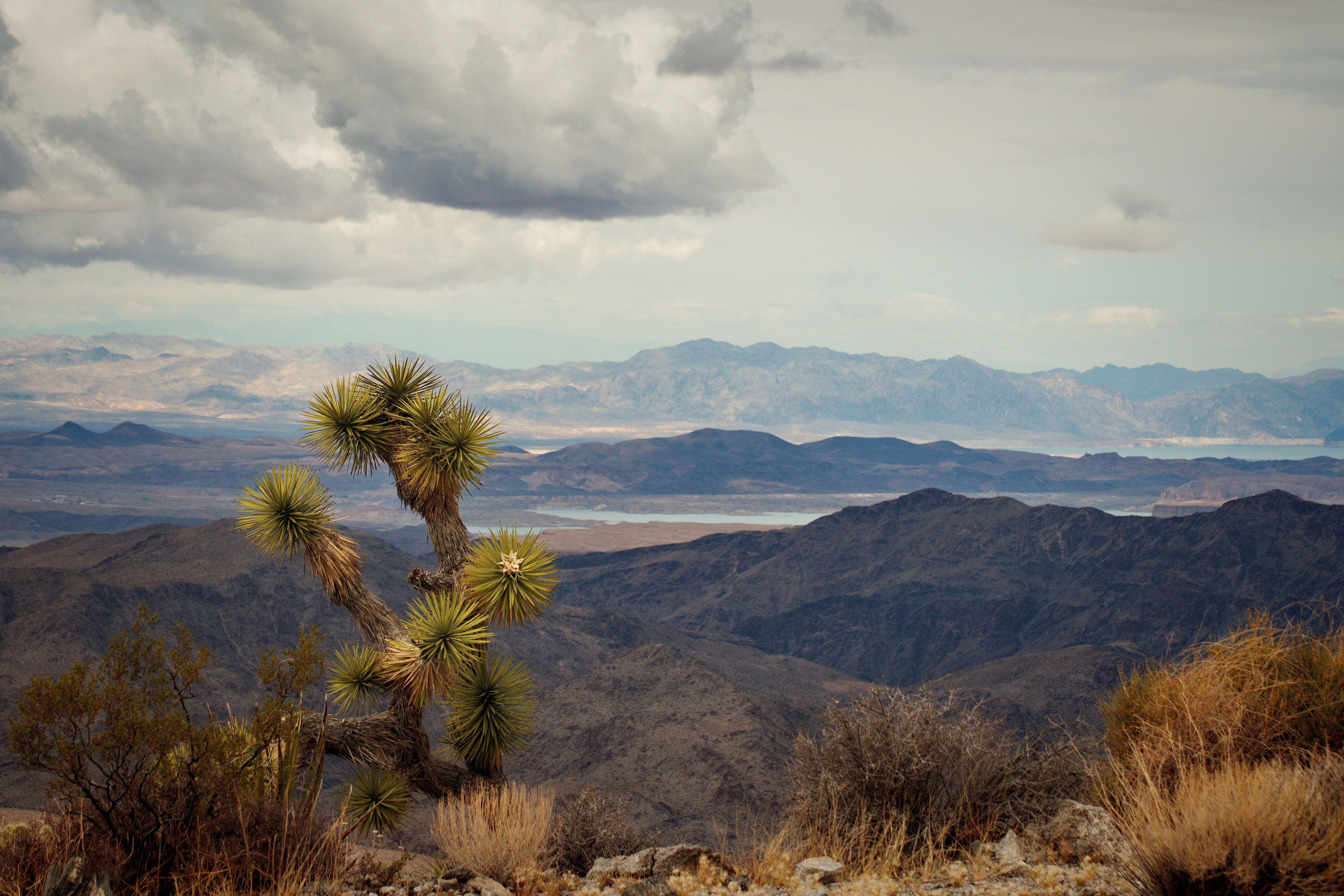 Foto Una vista de una cadena montañosa con un cactus en primer plano ...