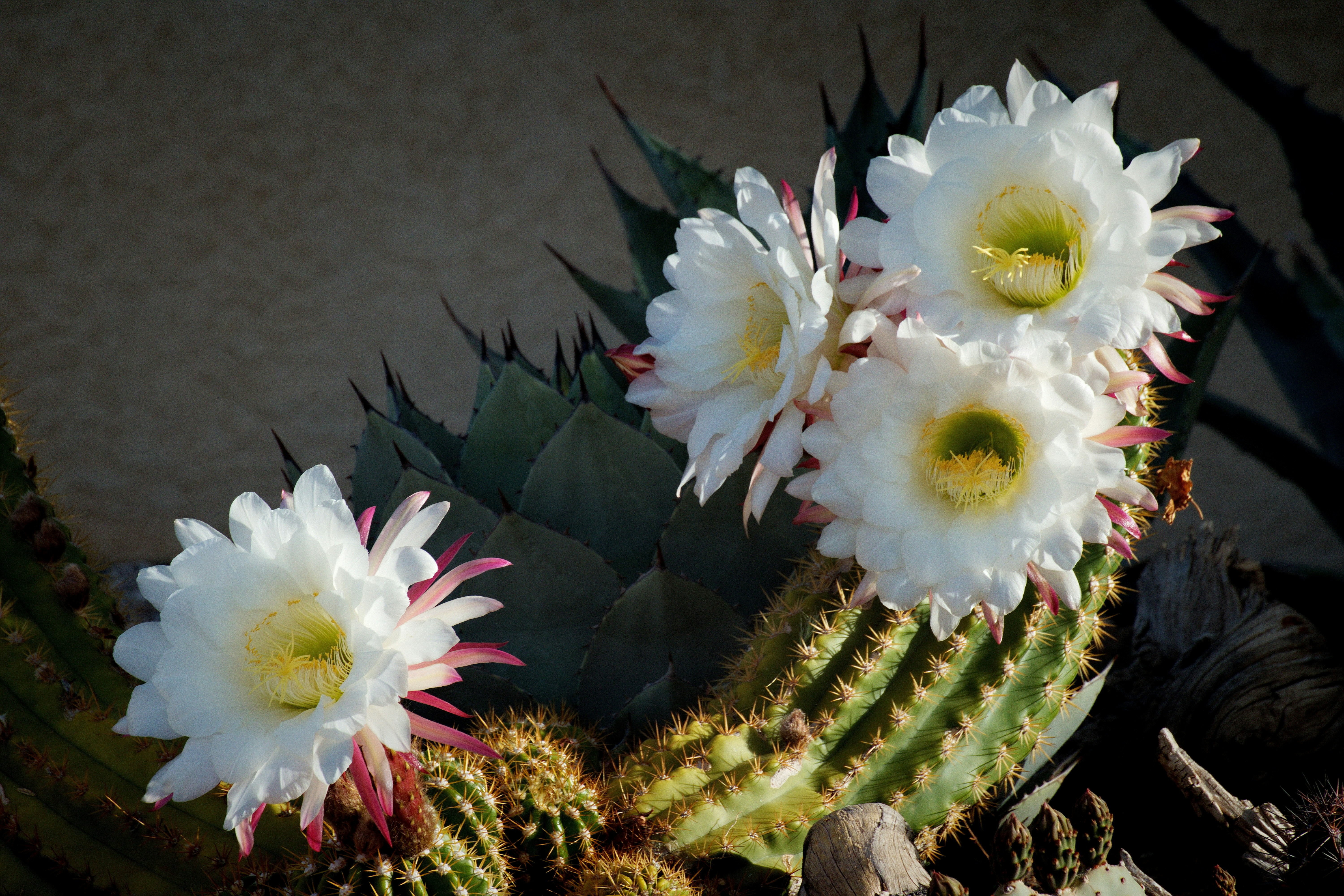 Four white cactus flowers bloom vibrantly against a backdrop of green spines, showcasing the beauty of desert flora.