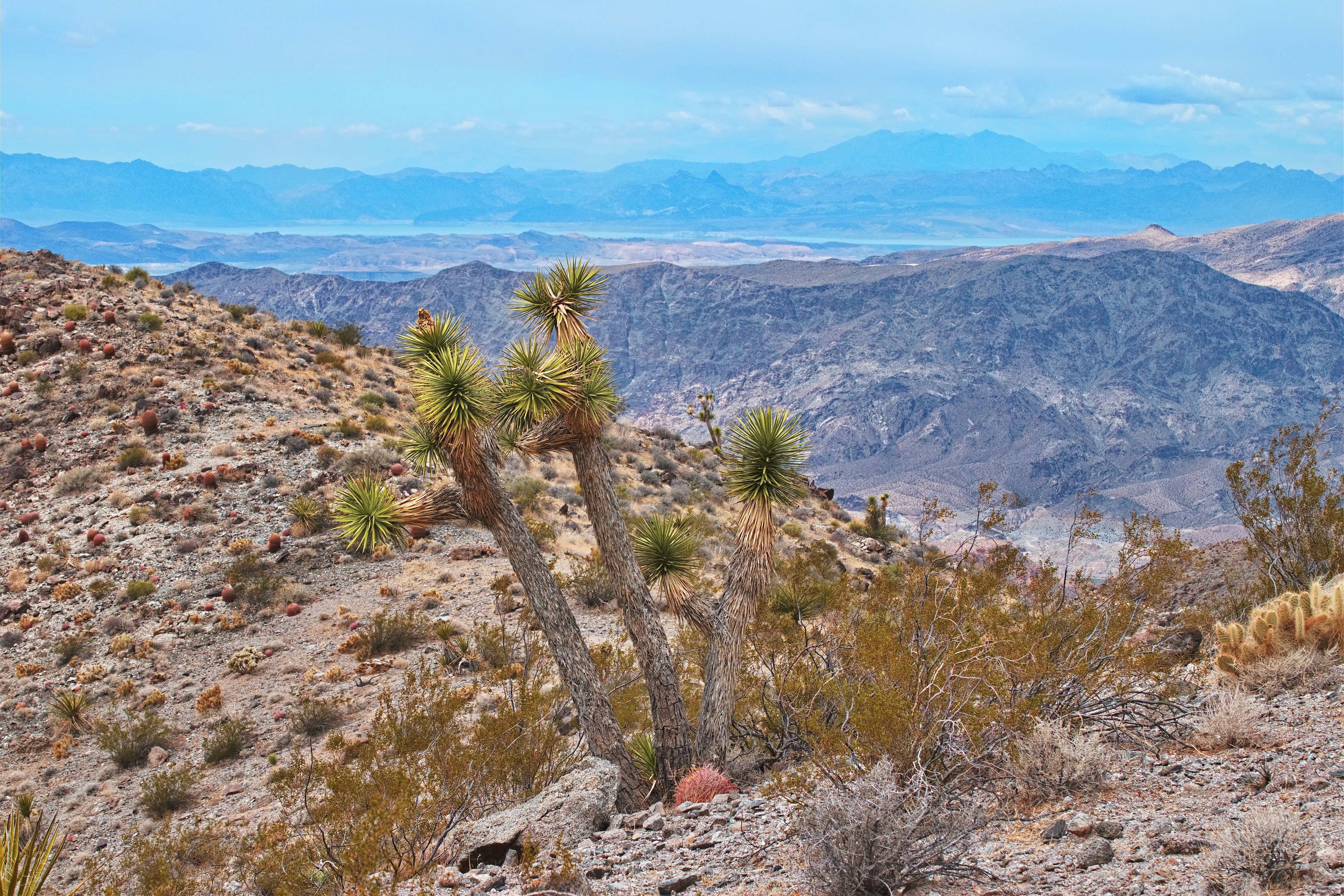 A view of a mountain range with a cactus in the foreground photo – Free ...
