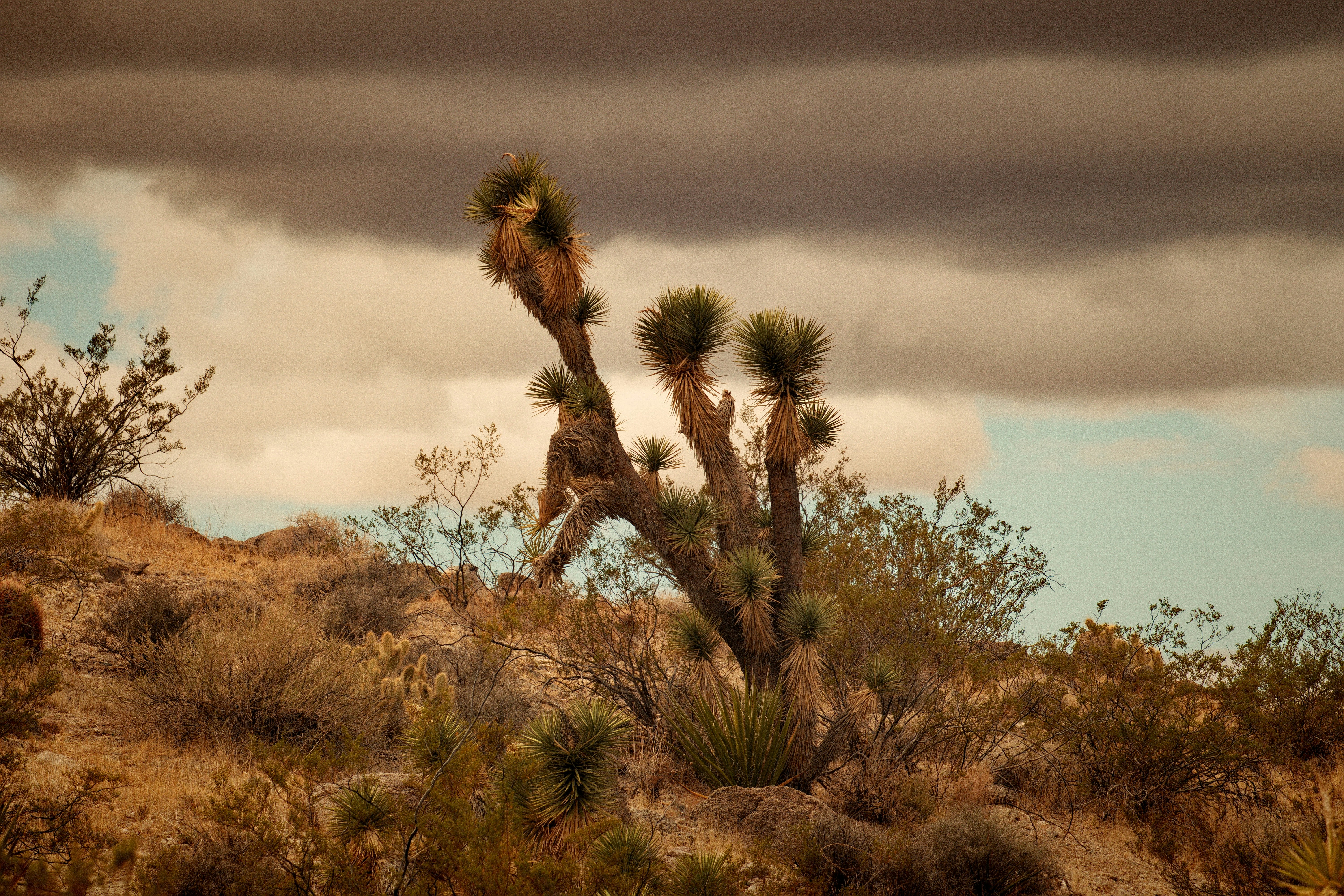 Foto Un gran árbol de cactus sentado en la cima de una colina – Imagen ...