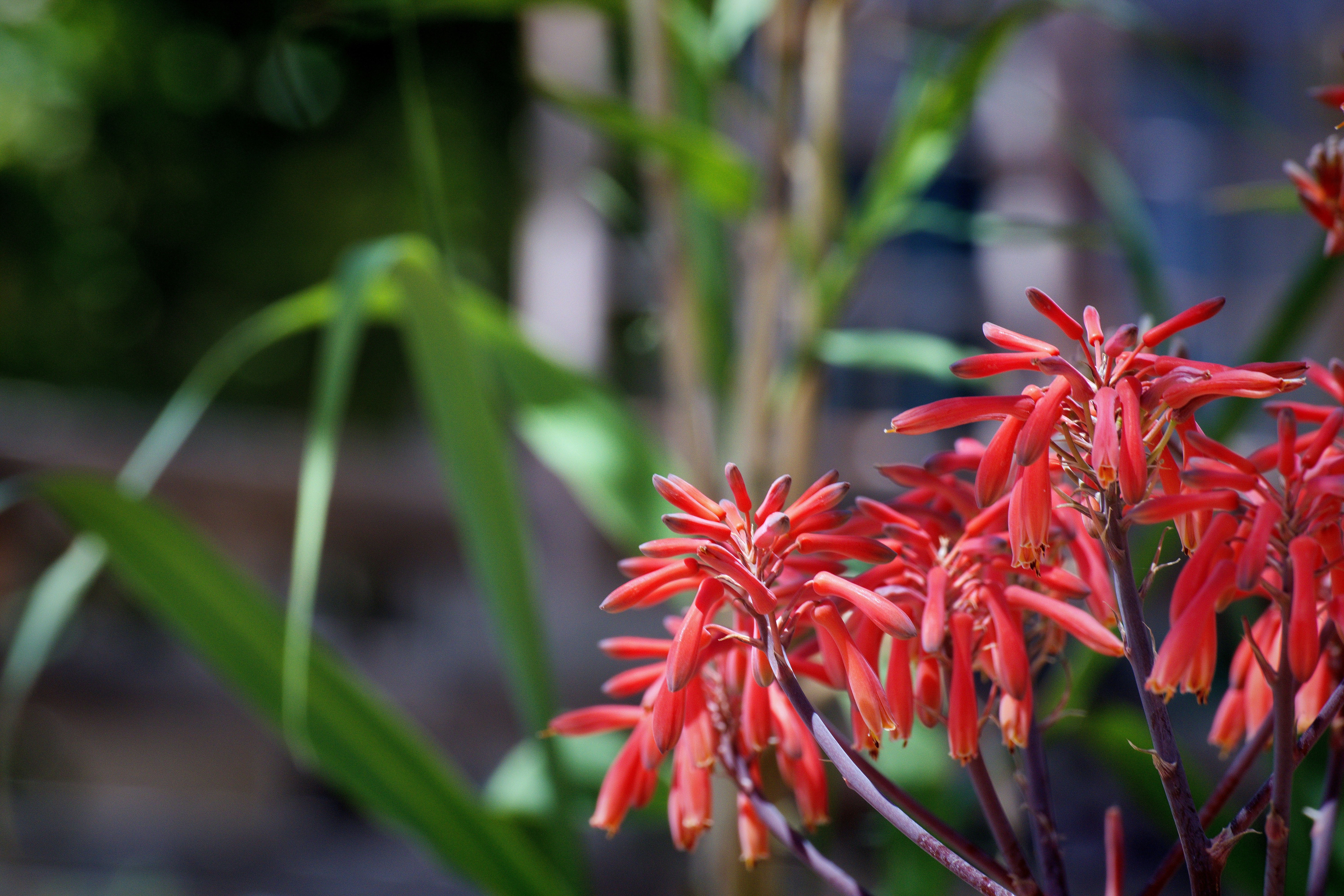 Foto Un ramo de flores rojas en un jardín – Imagen Hidromiel gratis en ...