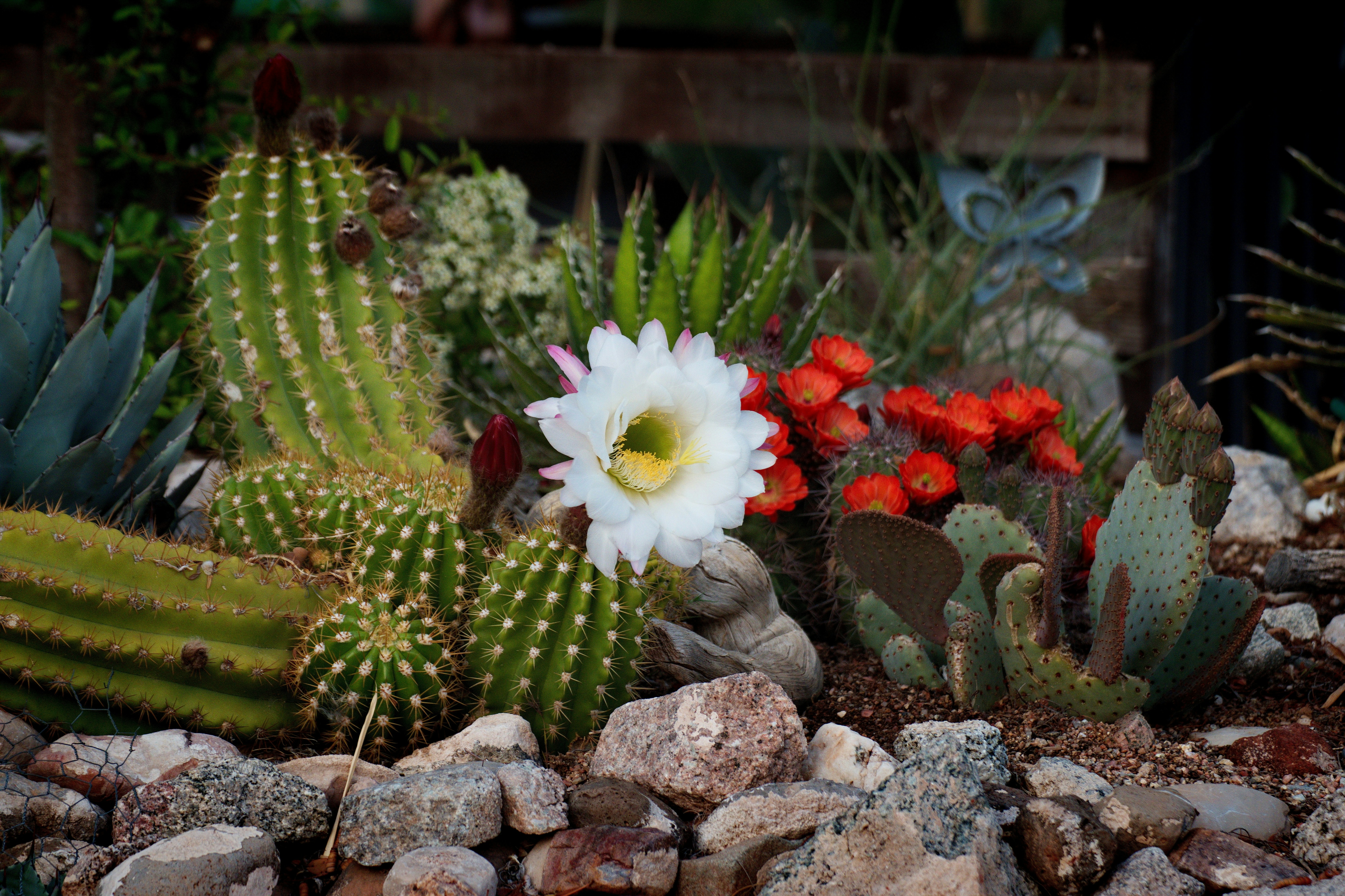 Desert Symphony in Bloom