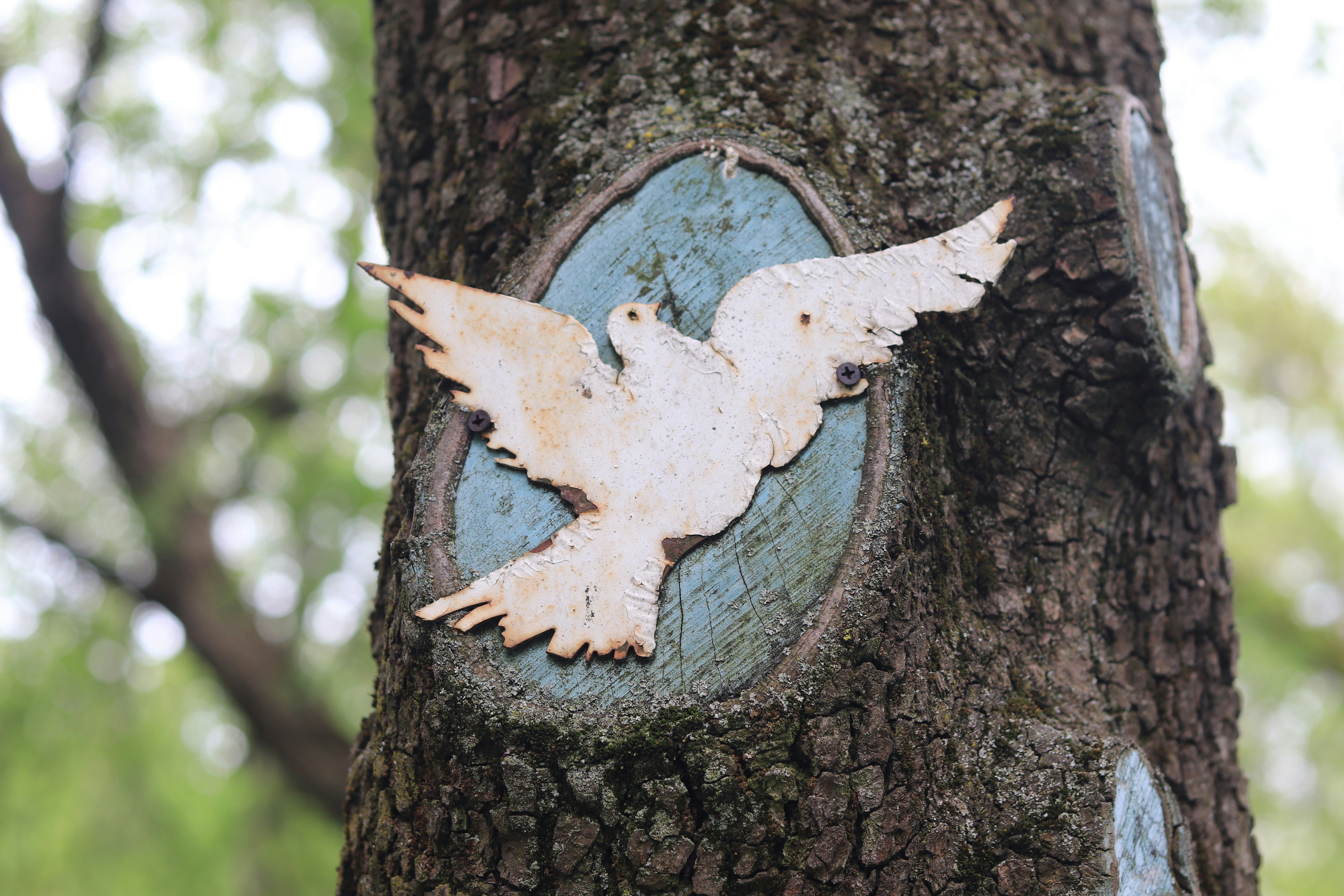 Winged emblem carved on a textured birch trunk