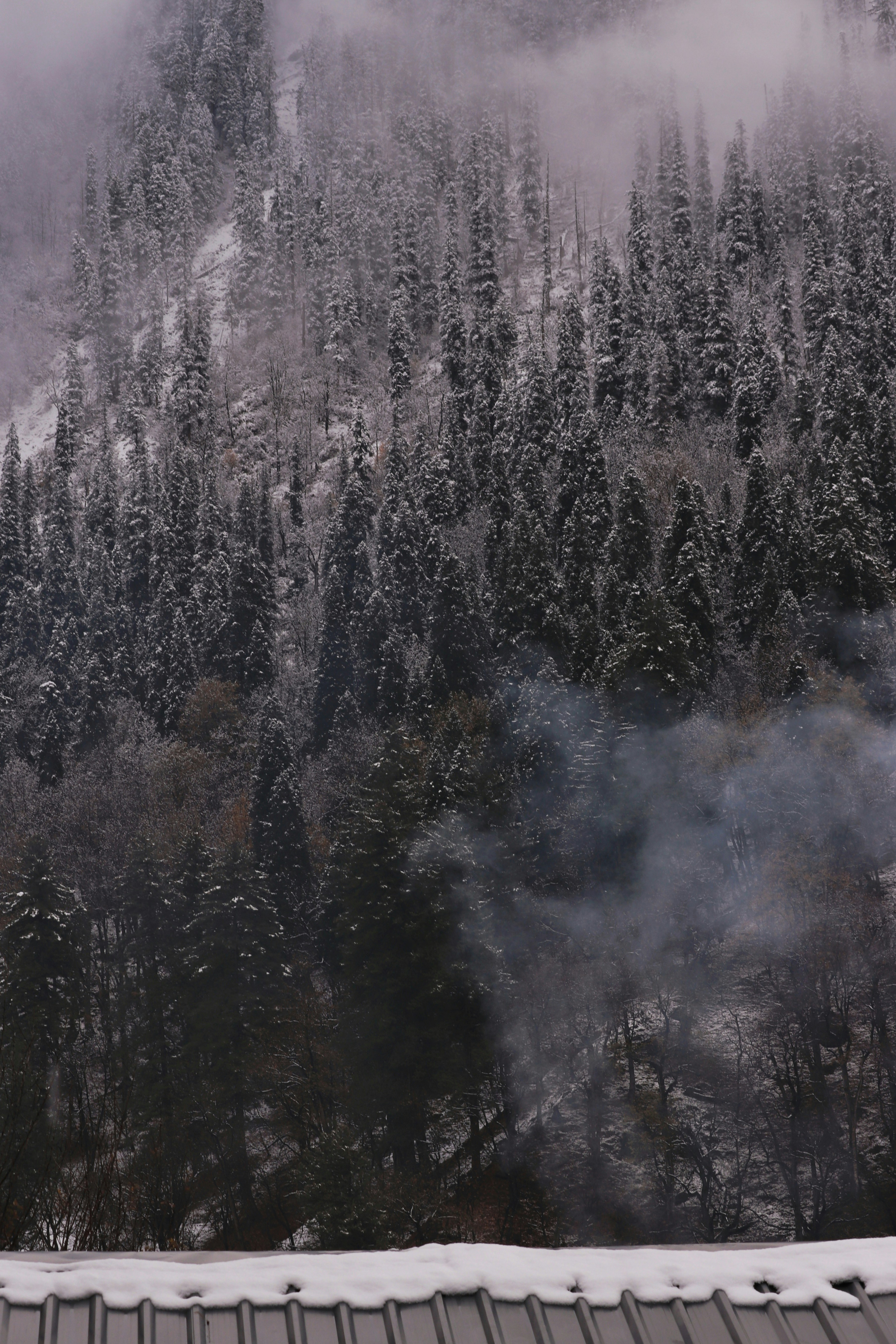 Mist hovering over a section of snow clad coniferous forest on a gloomy day