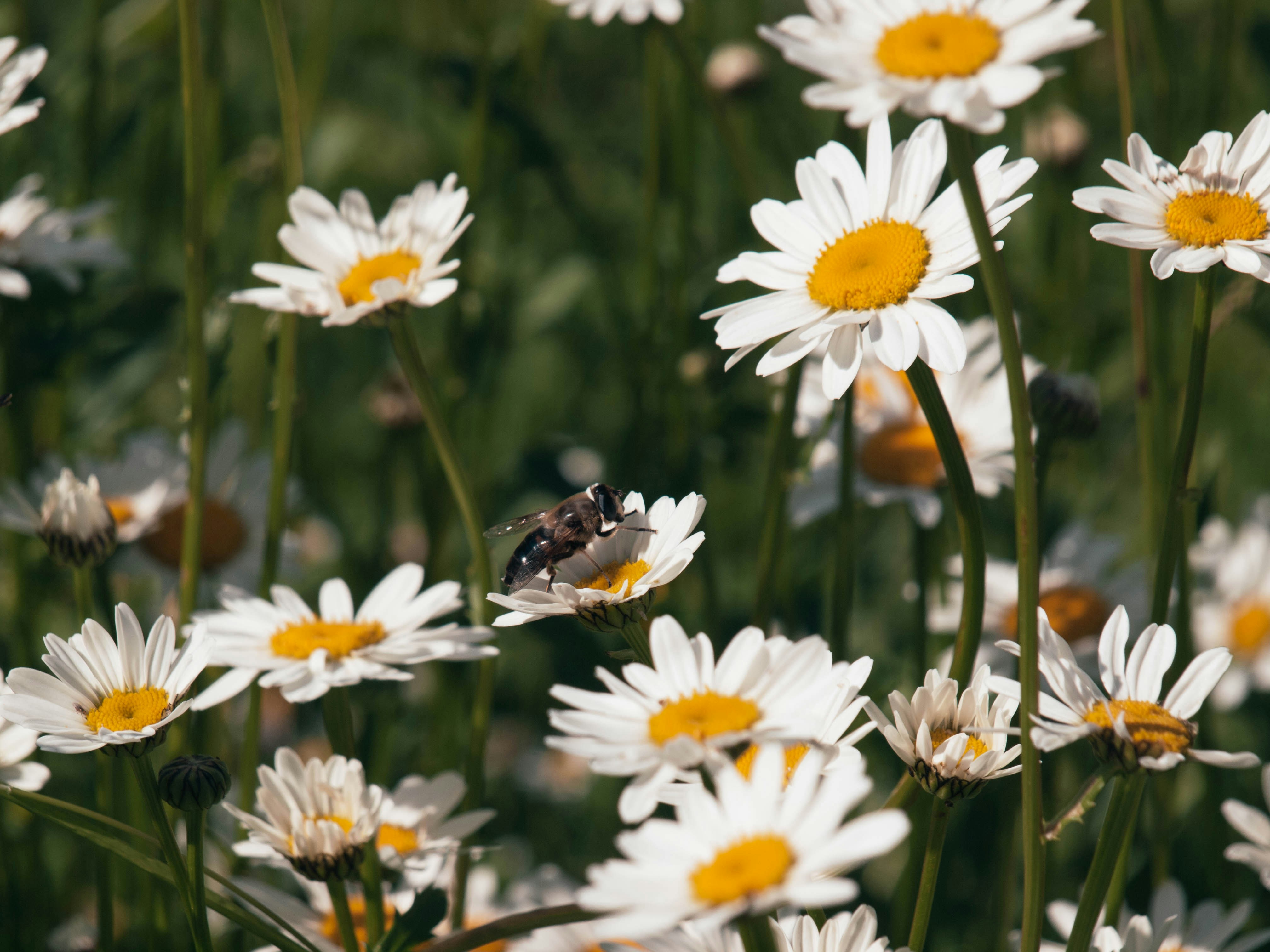 Close-up photograph of a bee perched on a white-daisy bloom amid a sunlit meadow of green stems. The composition emphasizes foreground floral detail and natural color.