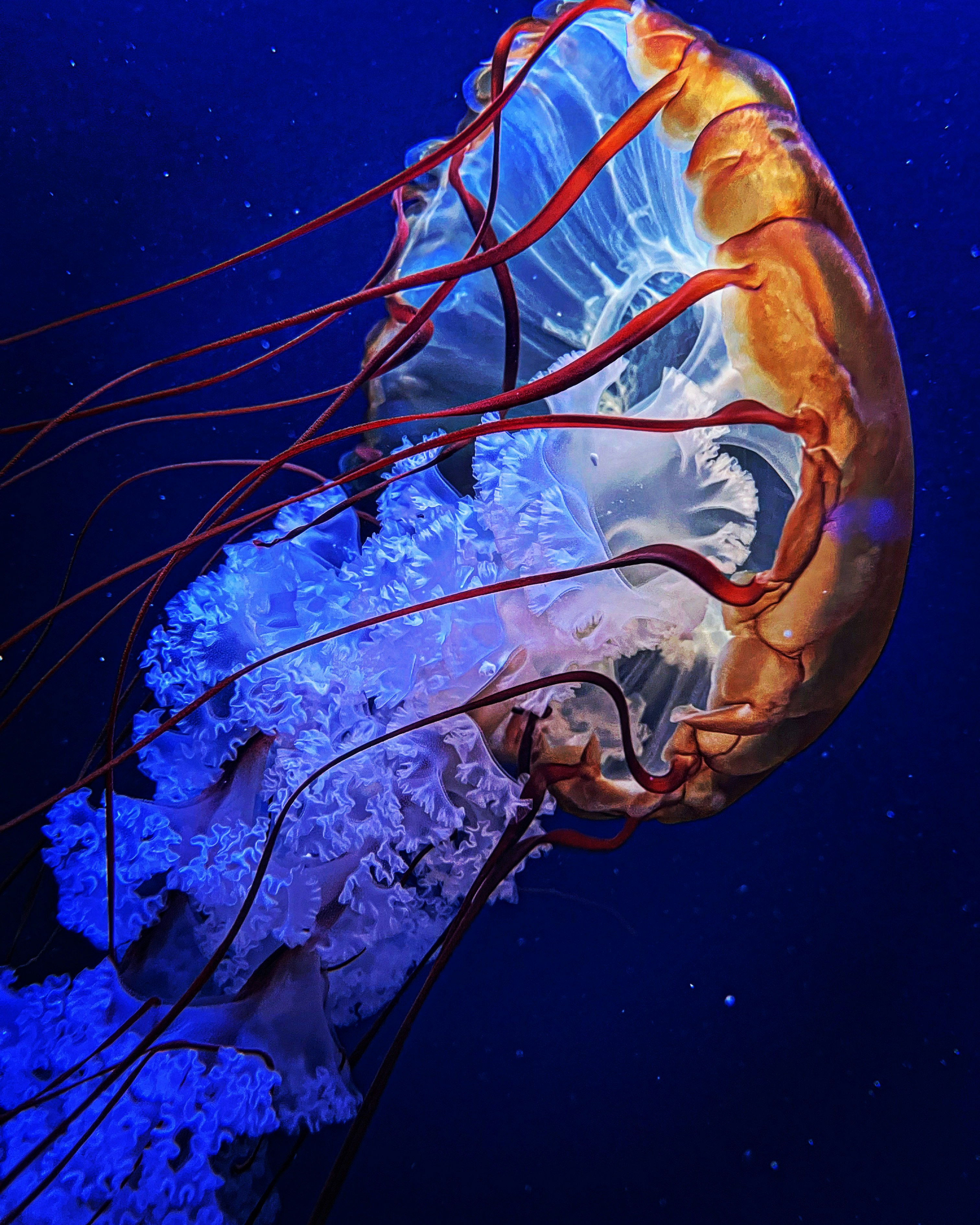 Jellyfish with an orange bell and long, curling red tentacles glides through a deep blue ocean glow. The scene emphasizes color contrast and the jellyfish's delicate, translucent texture against the dark water.