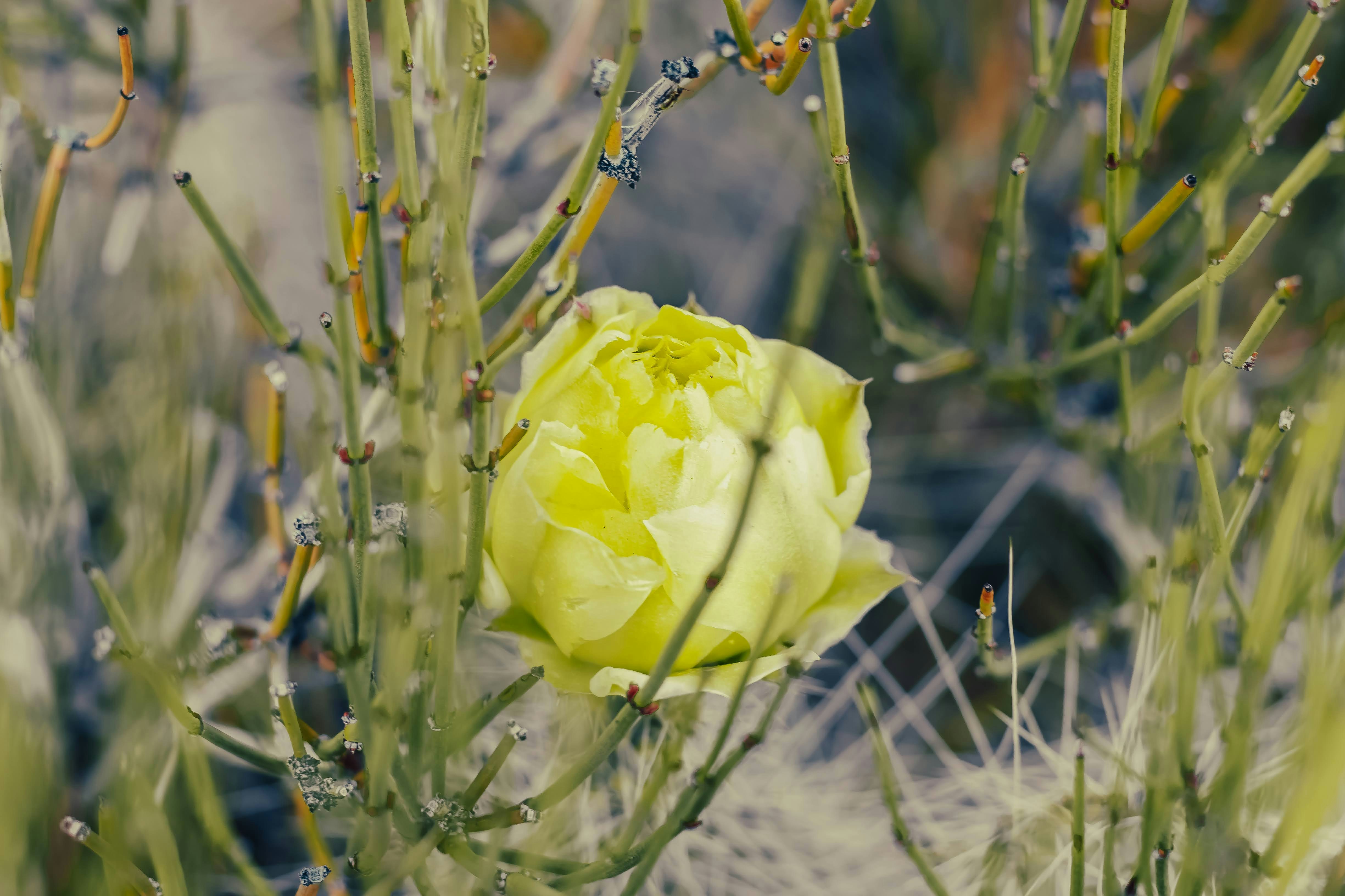 a yellow flower in the middle of a field