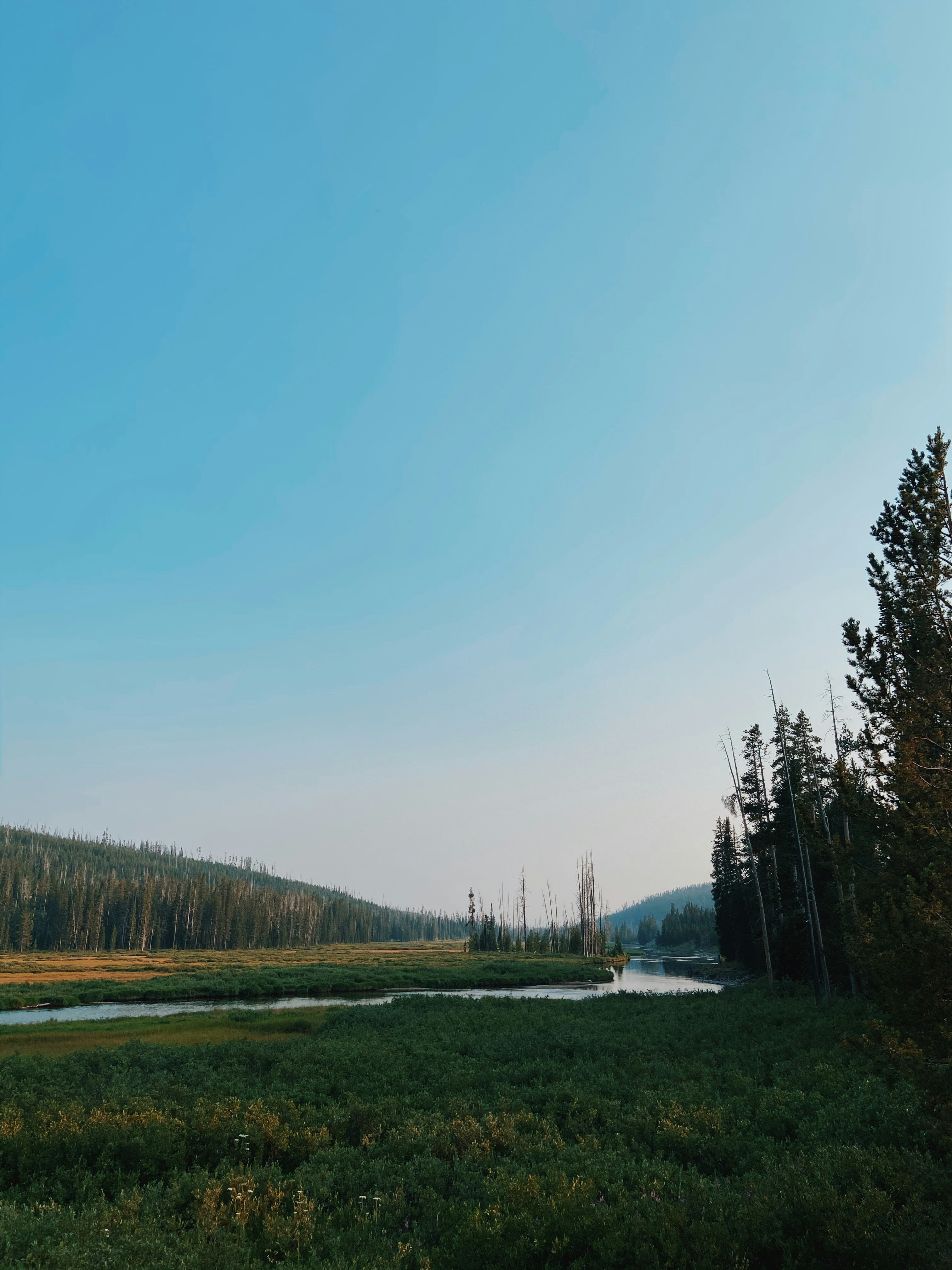 Meadow