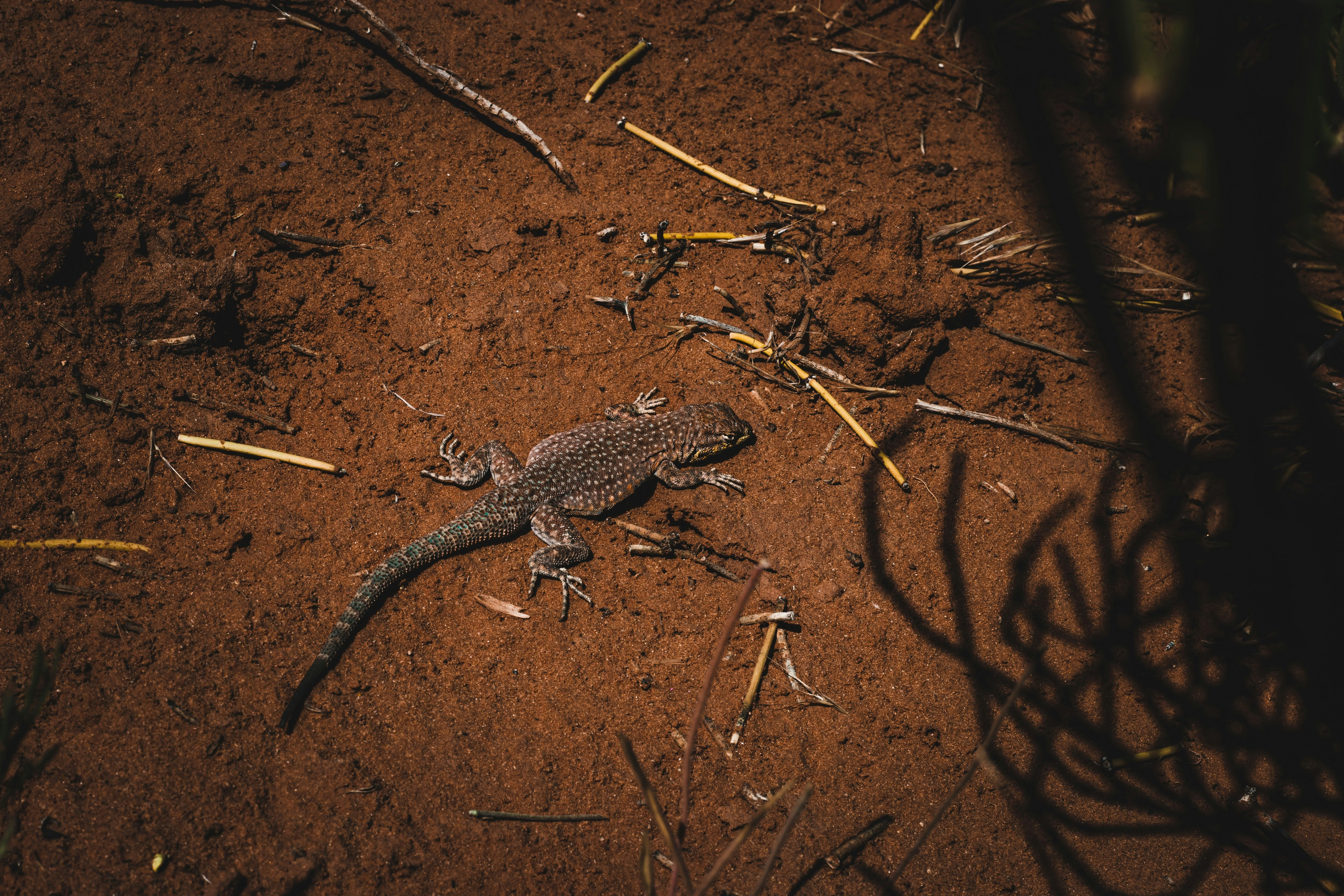 Nocturnal Gecko on Red Dust under Tangled Shadows