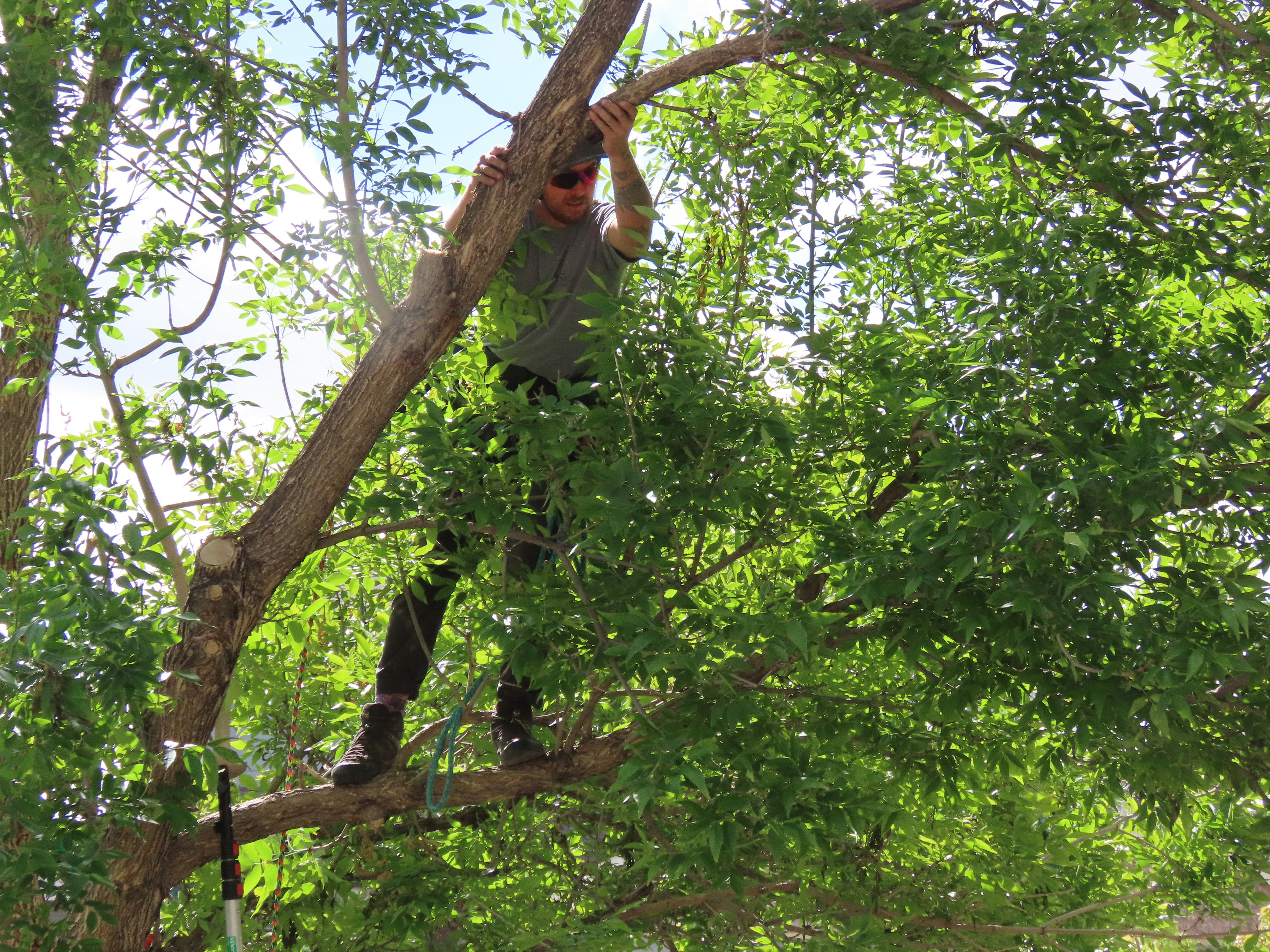 A man climbing up a tree in a forest photo – Free Green Image on Unsplash