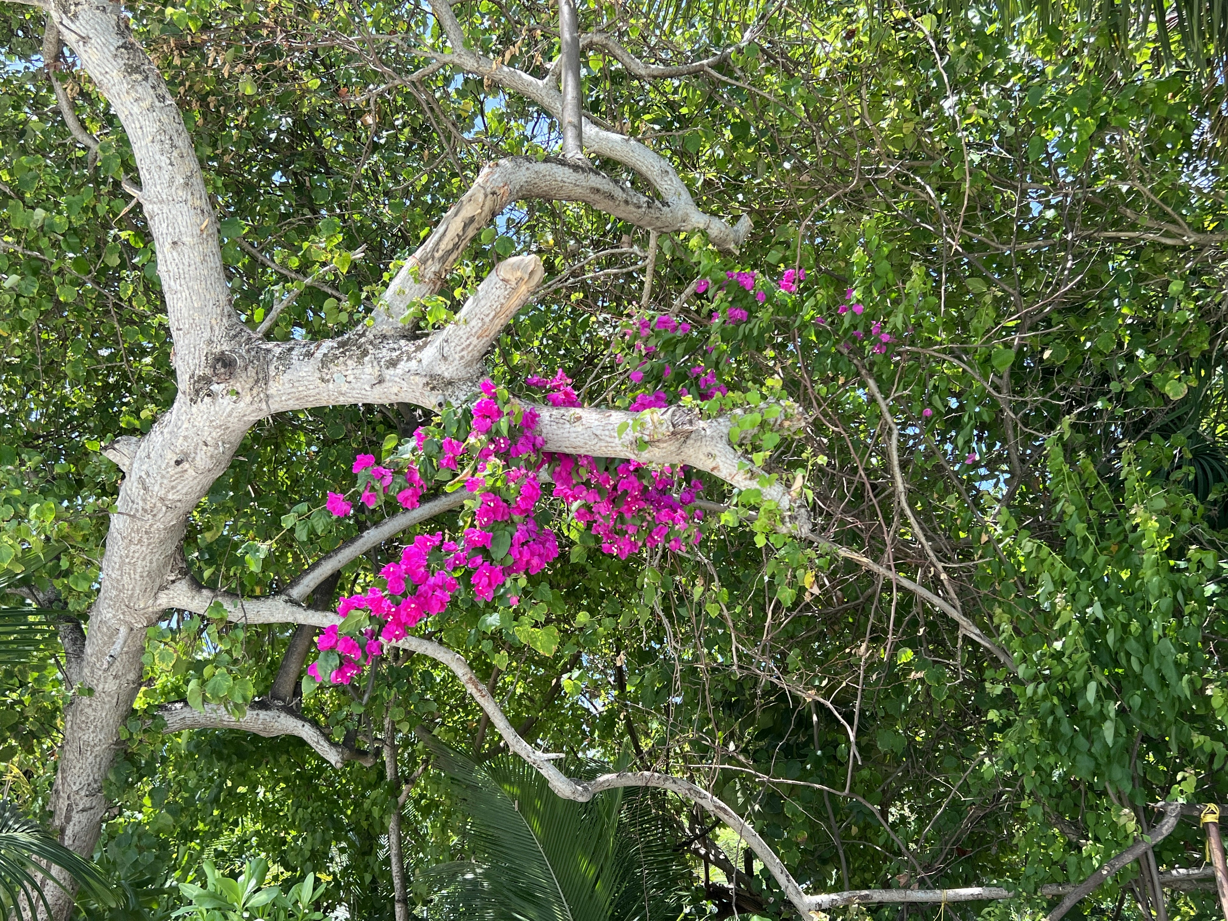 Sunlit Bougainvillea Threads Across a Gnarled Tree
