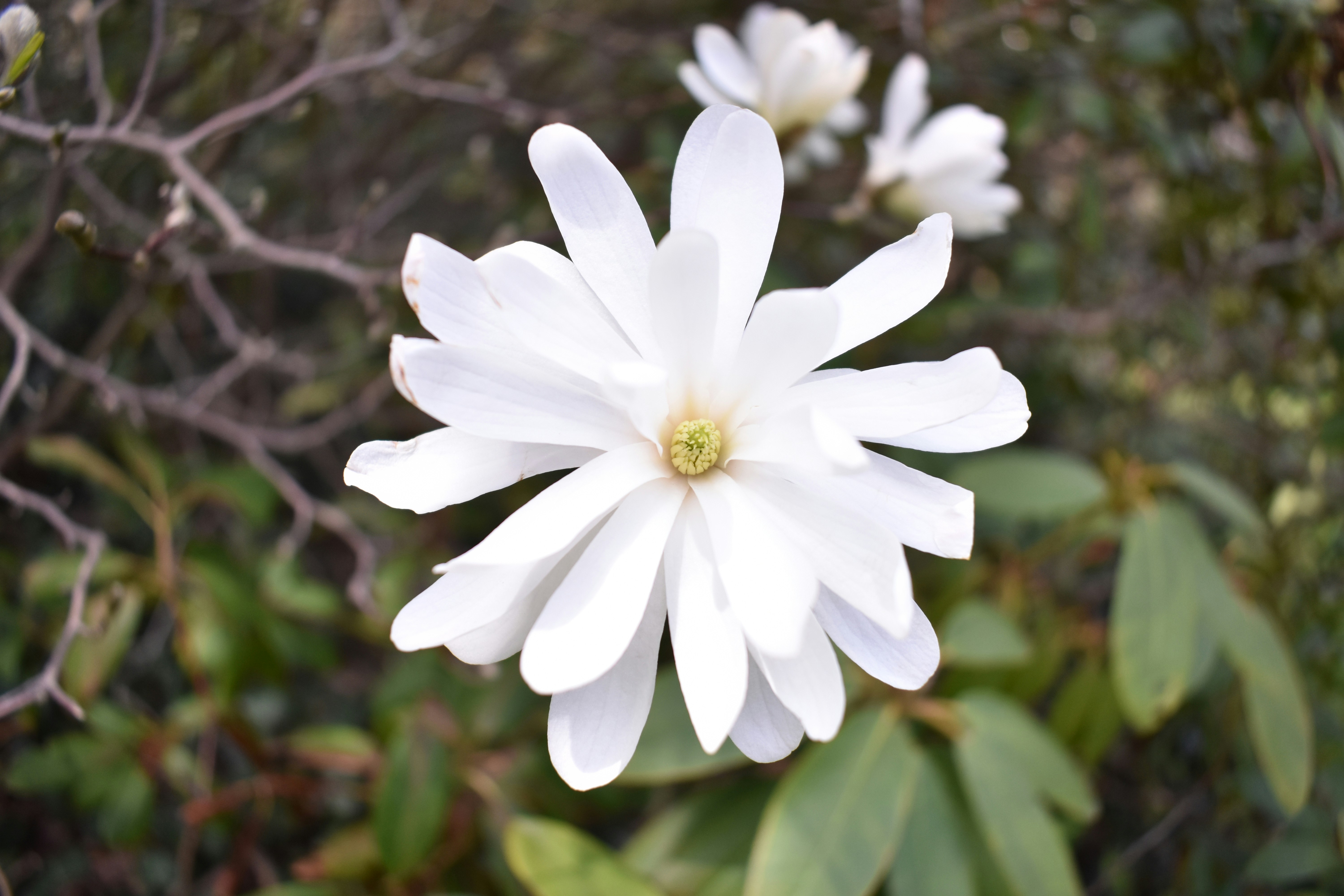 a close up of a white flower on a tree