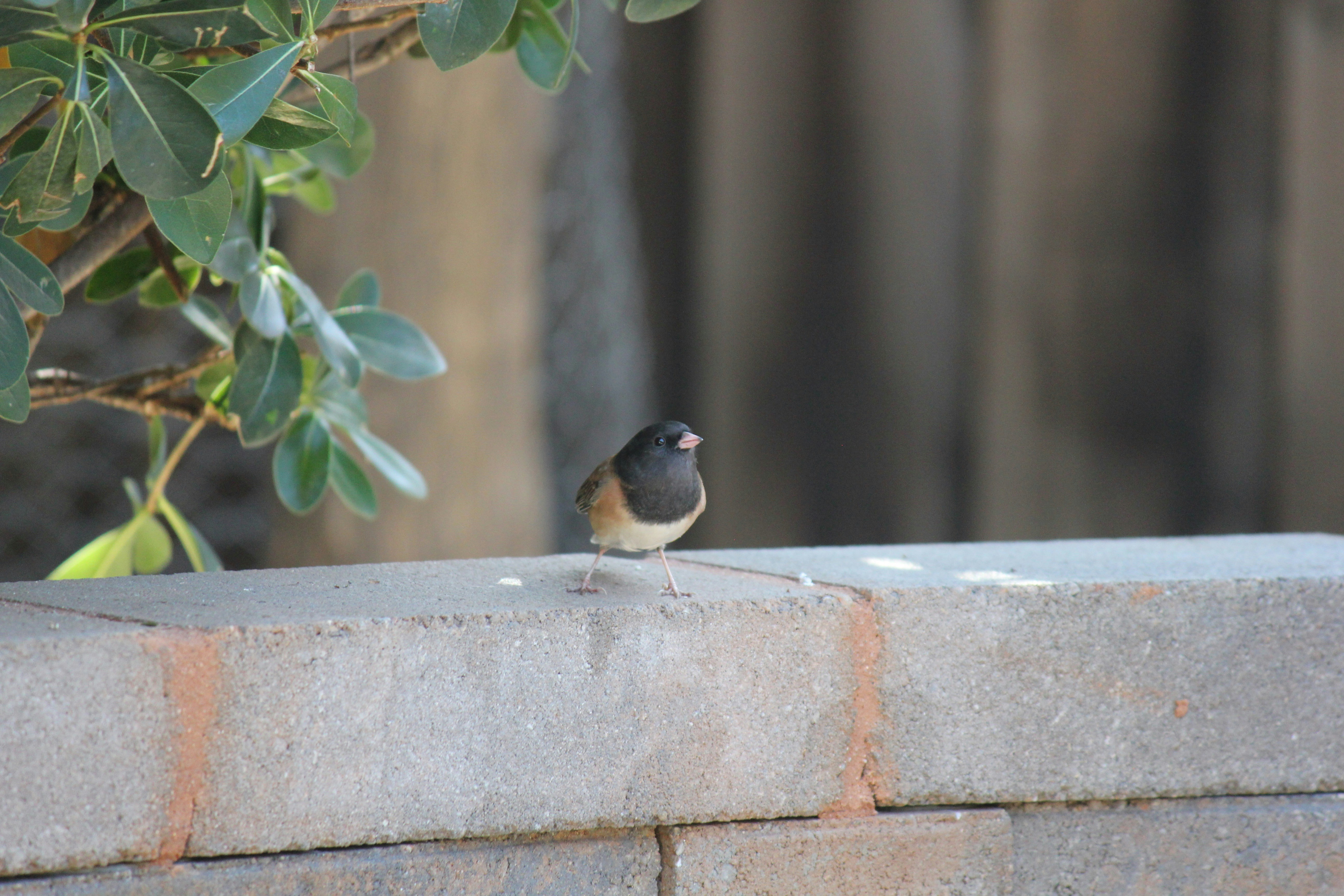 Little Bird on a Brick Belt: A Quiet Moment on the Wall