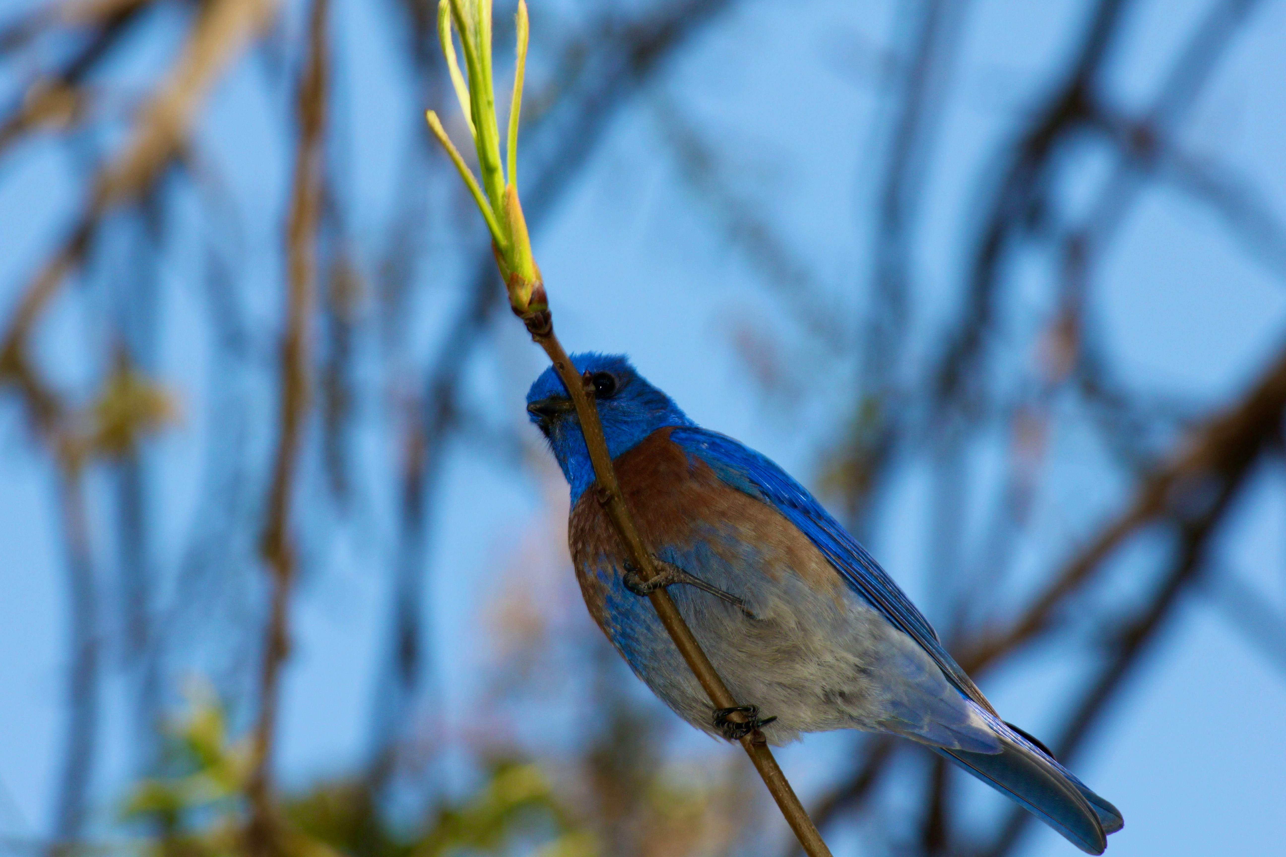 A vibrant bluebird perched delicately on a slender branch, surrounded by budding foliage against a clear blue sky.