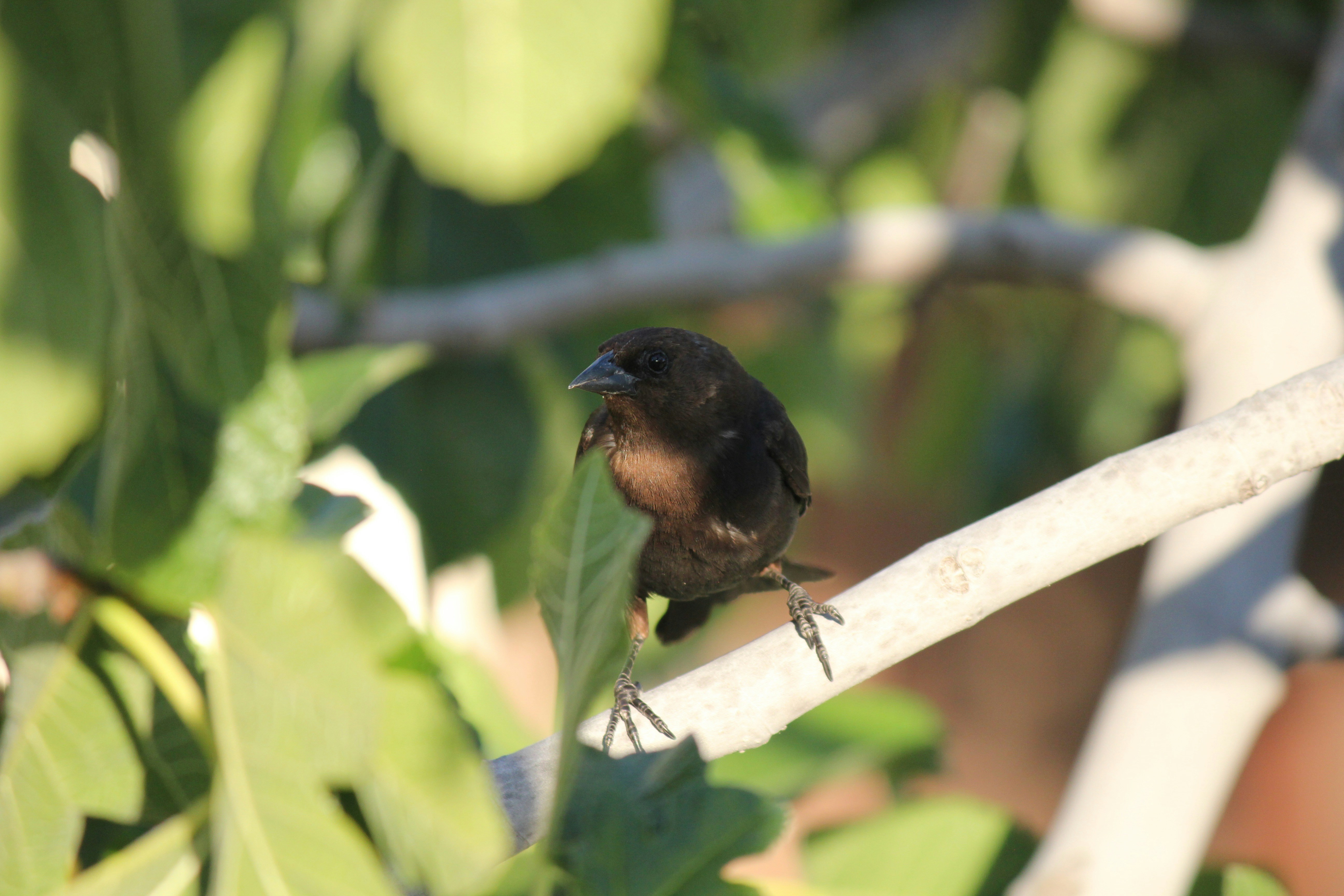A brown-headed cowbird in the sunny evening on a branch. 
