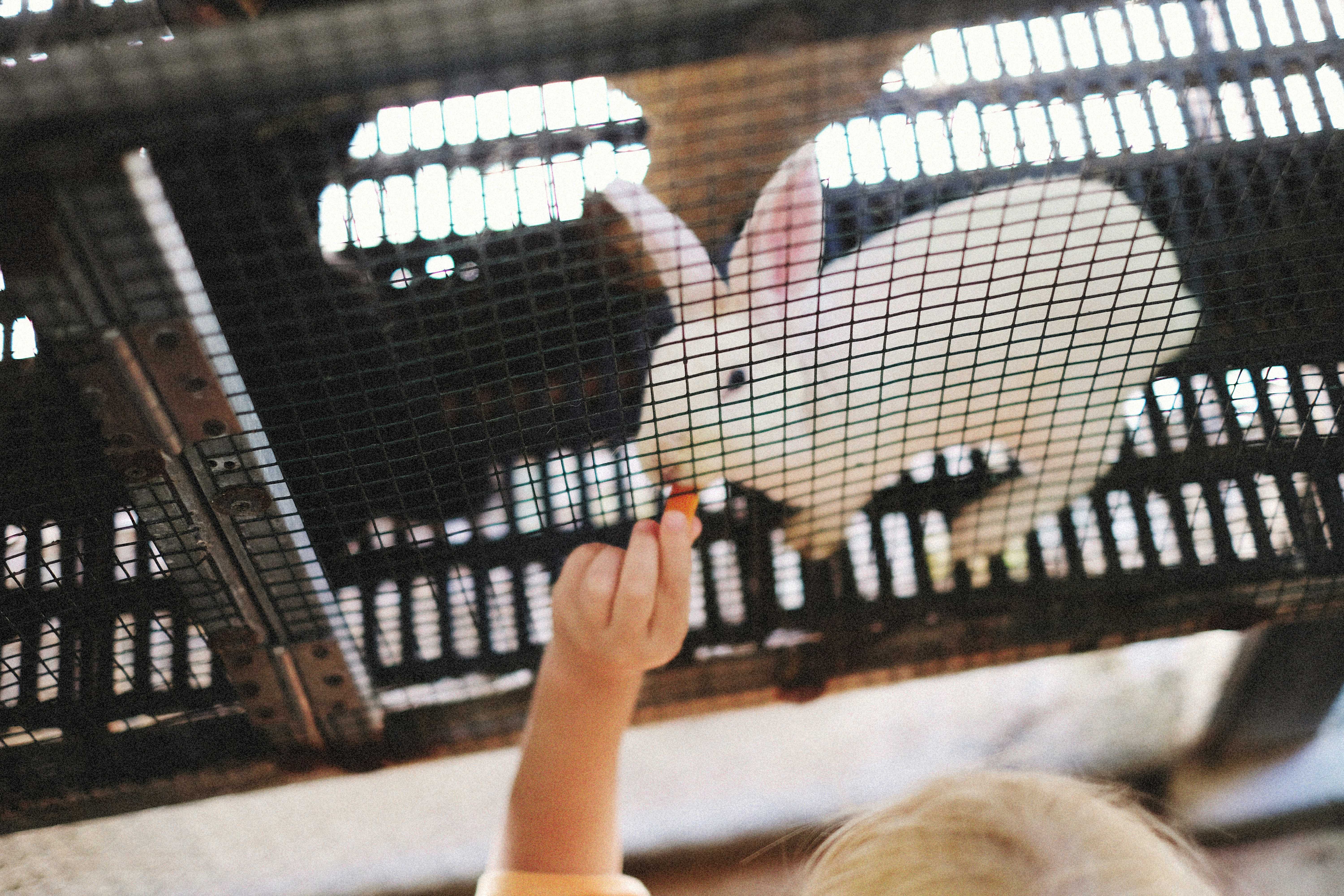 Offering a snack to a white rabbit behind a cage
