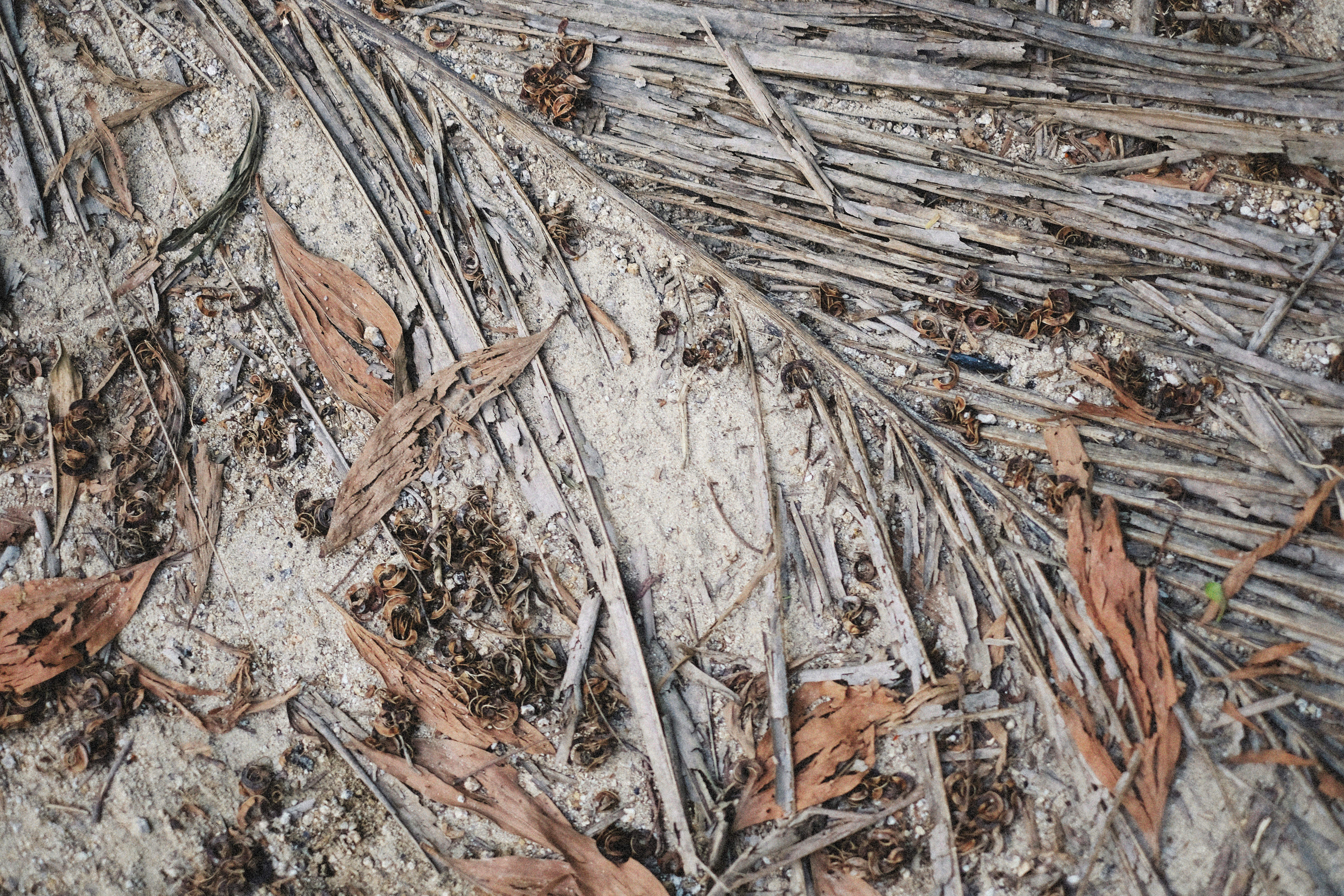 A close up of a bunch of sticks on the ground photo – Free Grey Image ...