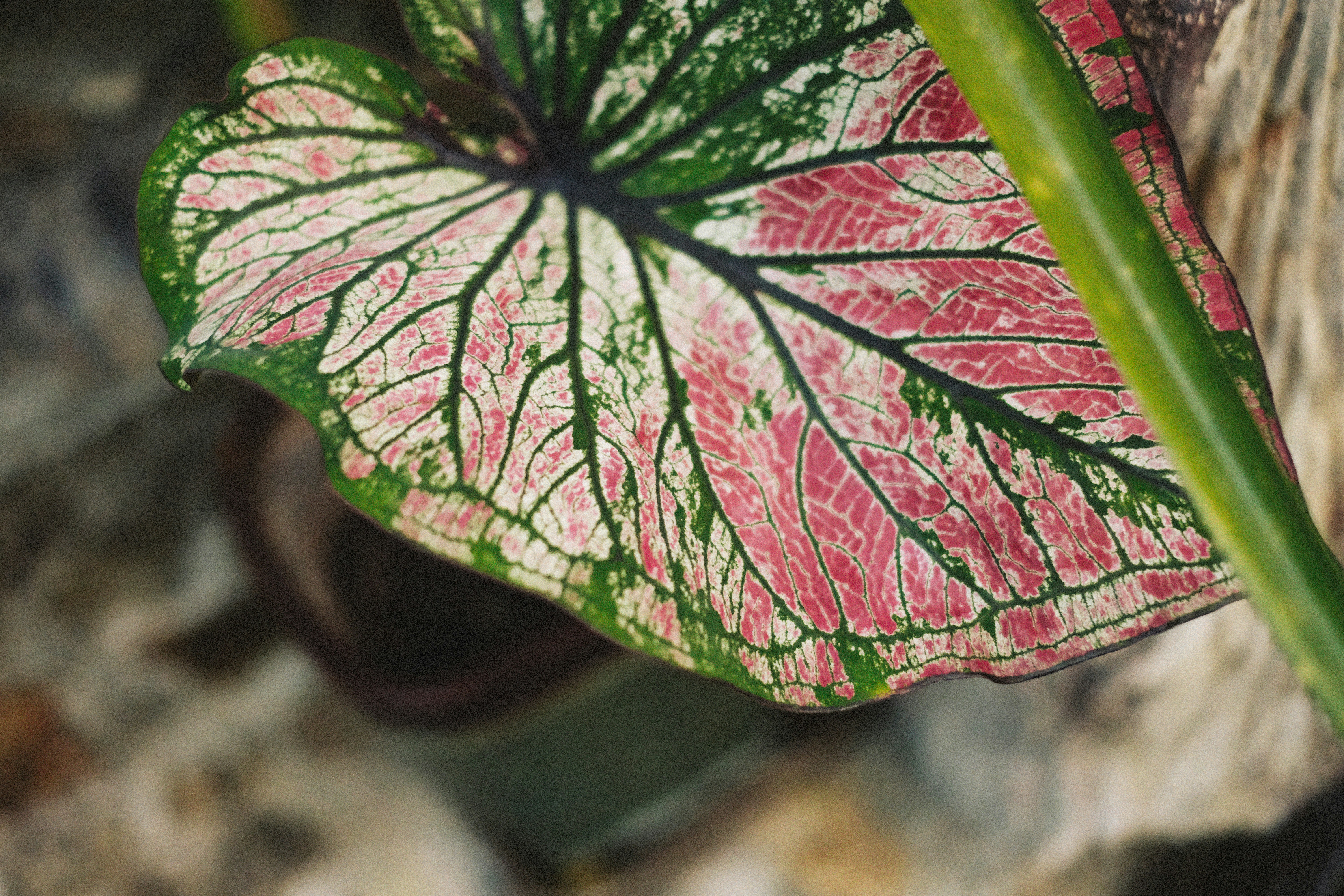 Close-up of a vibrant Caladium leaf showcasing intricate patterns of green and pink hues against a blurred background.