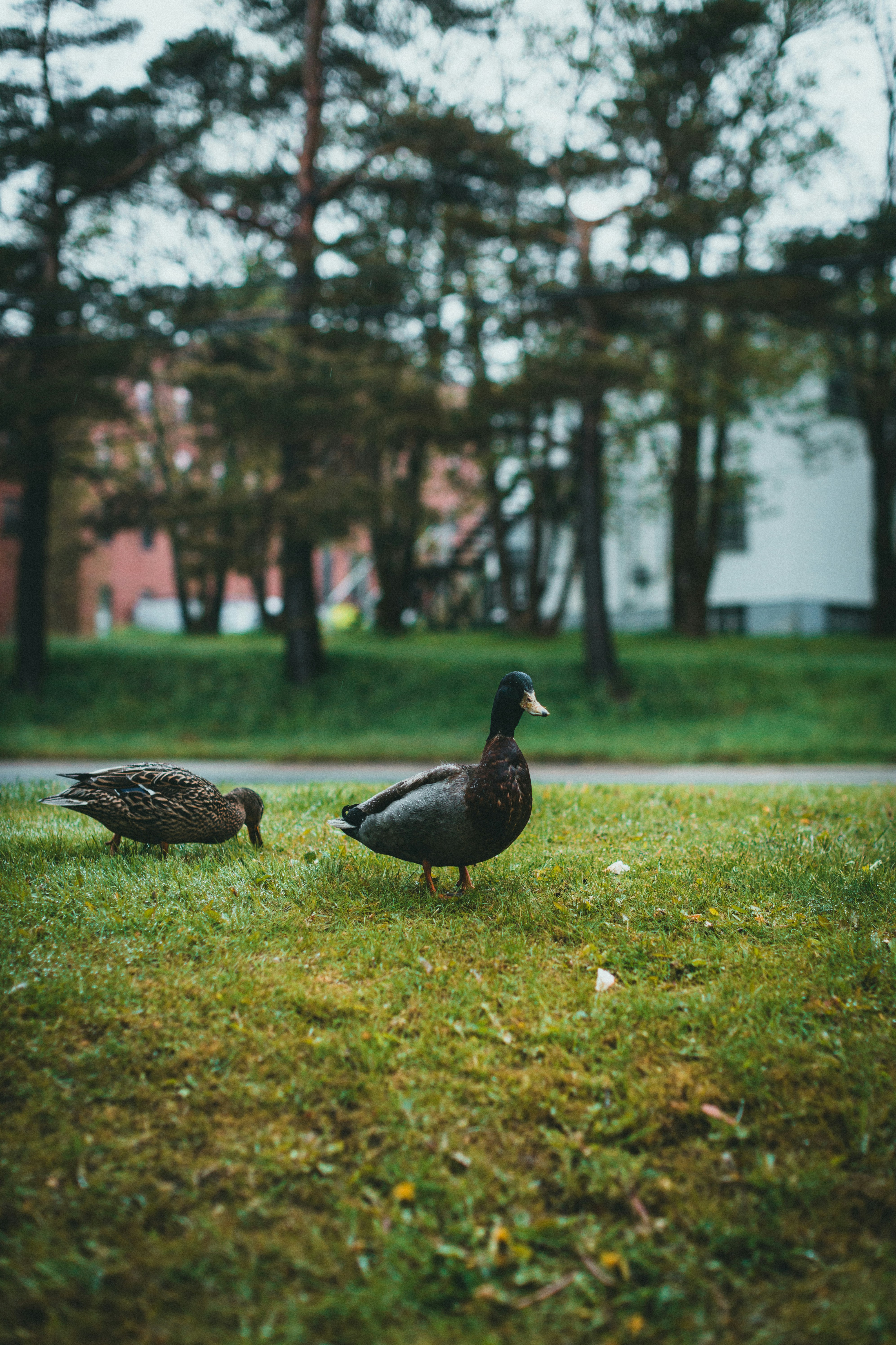 Conversations on the Lawn: Ducks Beneath a Pine-Framed Campus