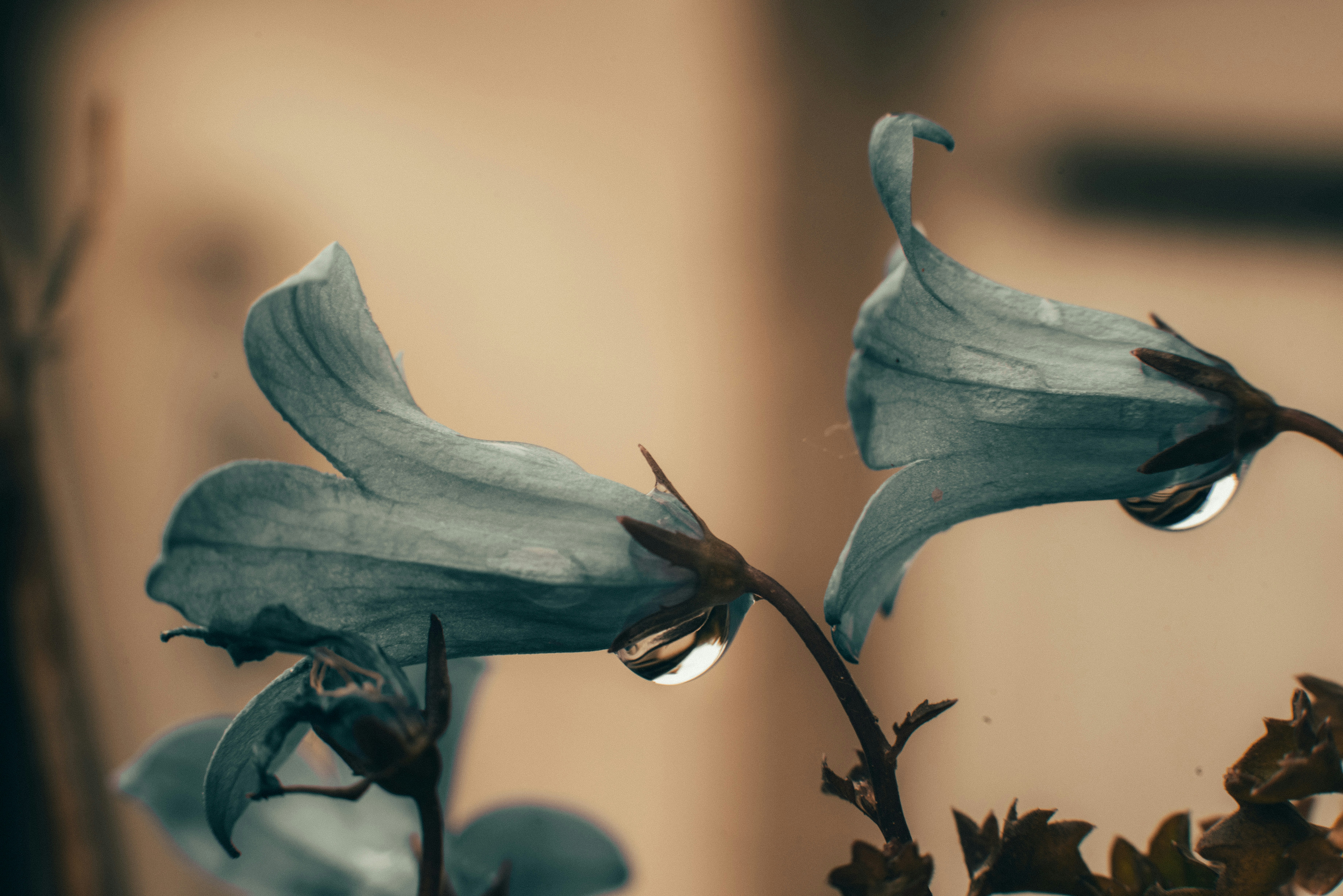 Dew-kissed Cerulean Petals in a Gentle Backlight