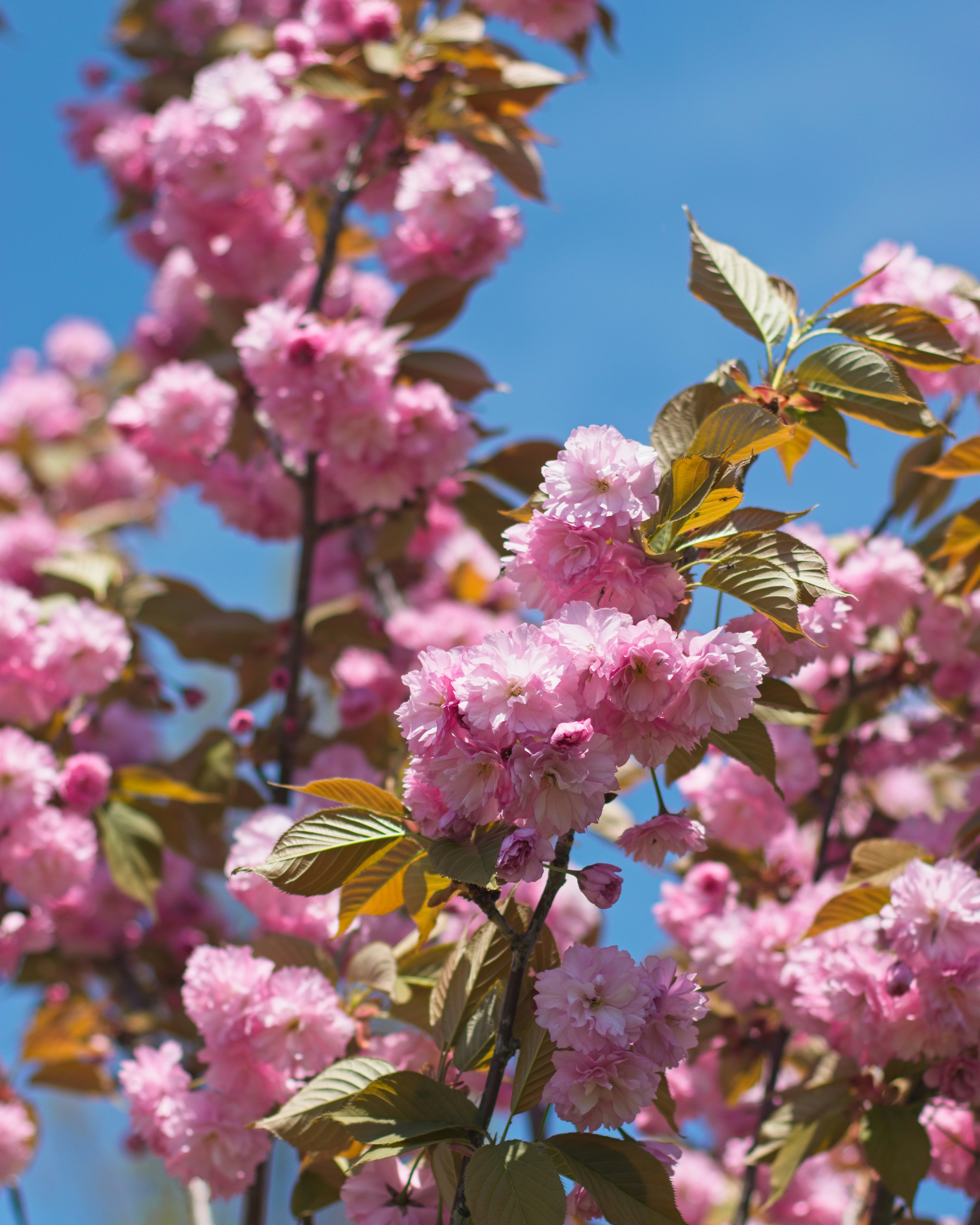 Petal Cascade under a Cerulean Sky