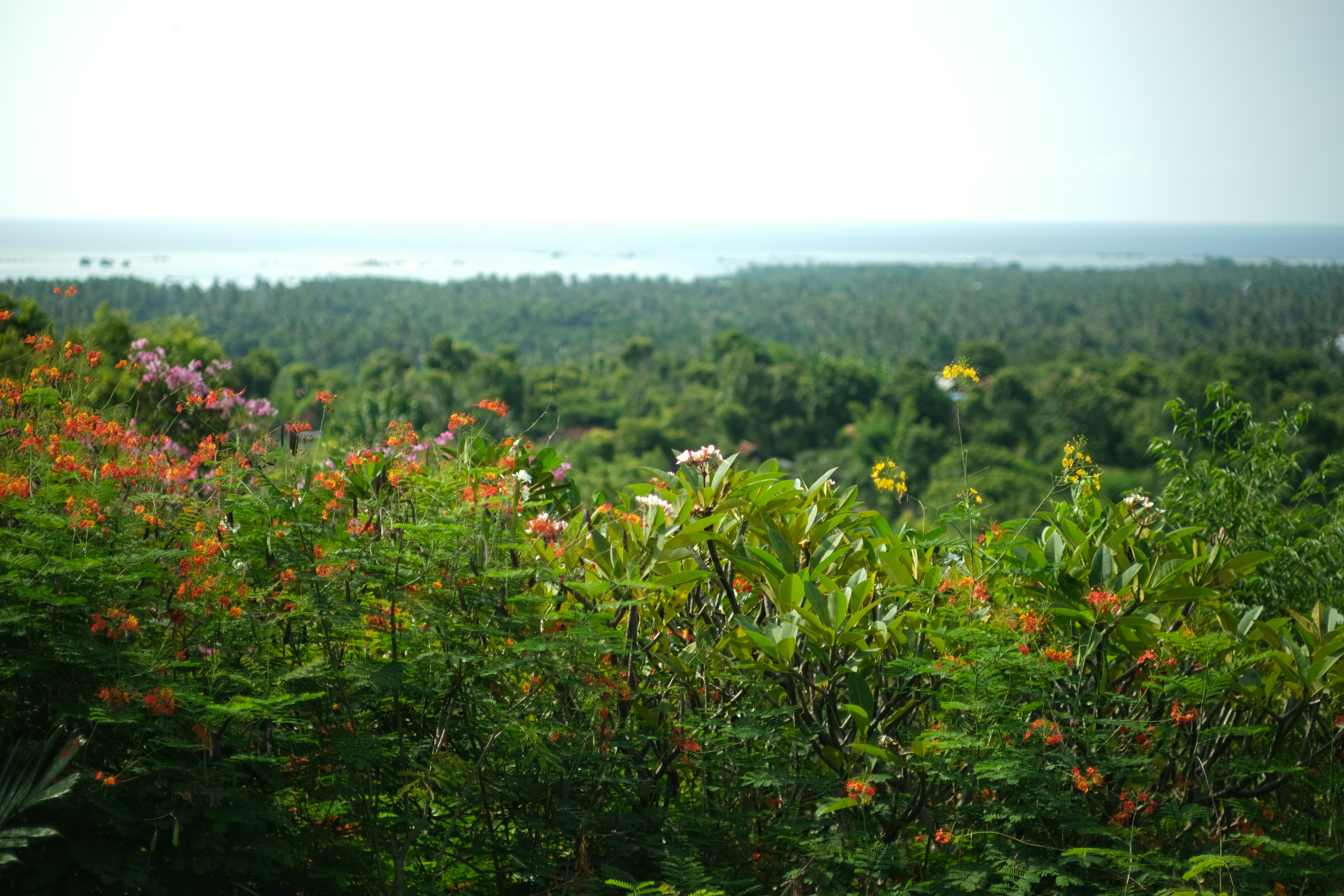 Bloom-Laced Vista: Foreground Garden Meets the Ocean Horizon