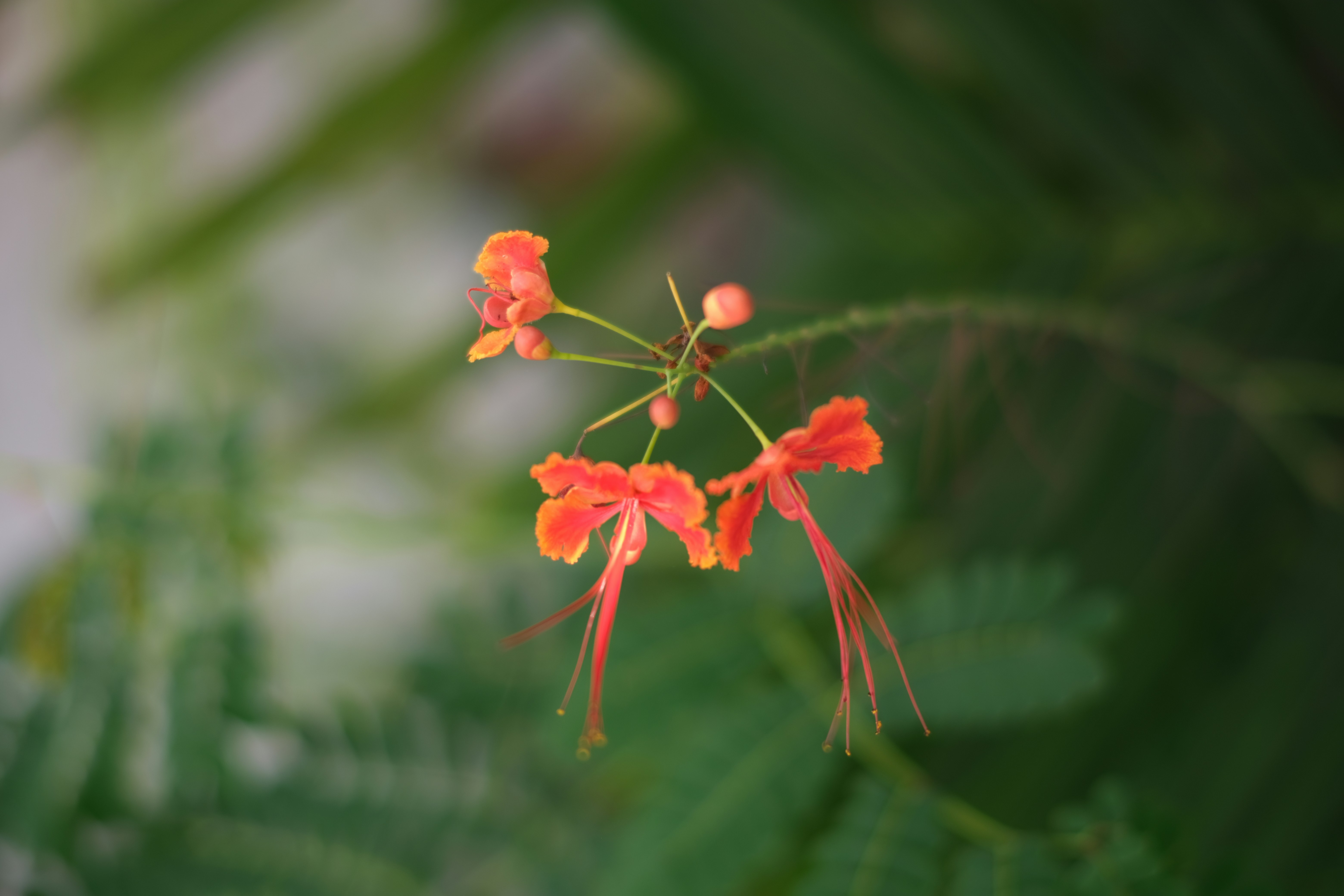 Coral-Orange Bloom Suspended in Emerald Bokeh