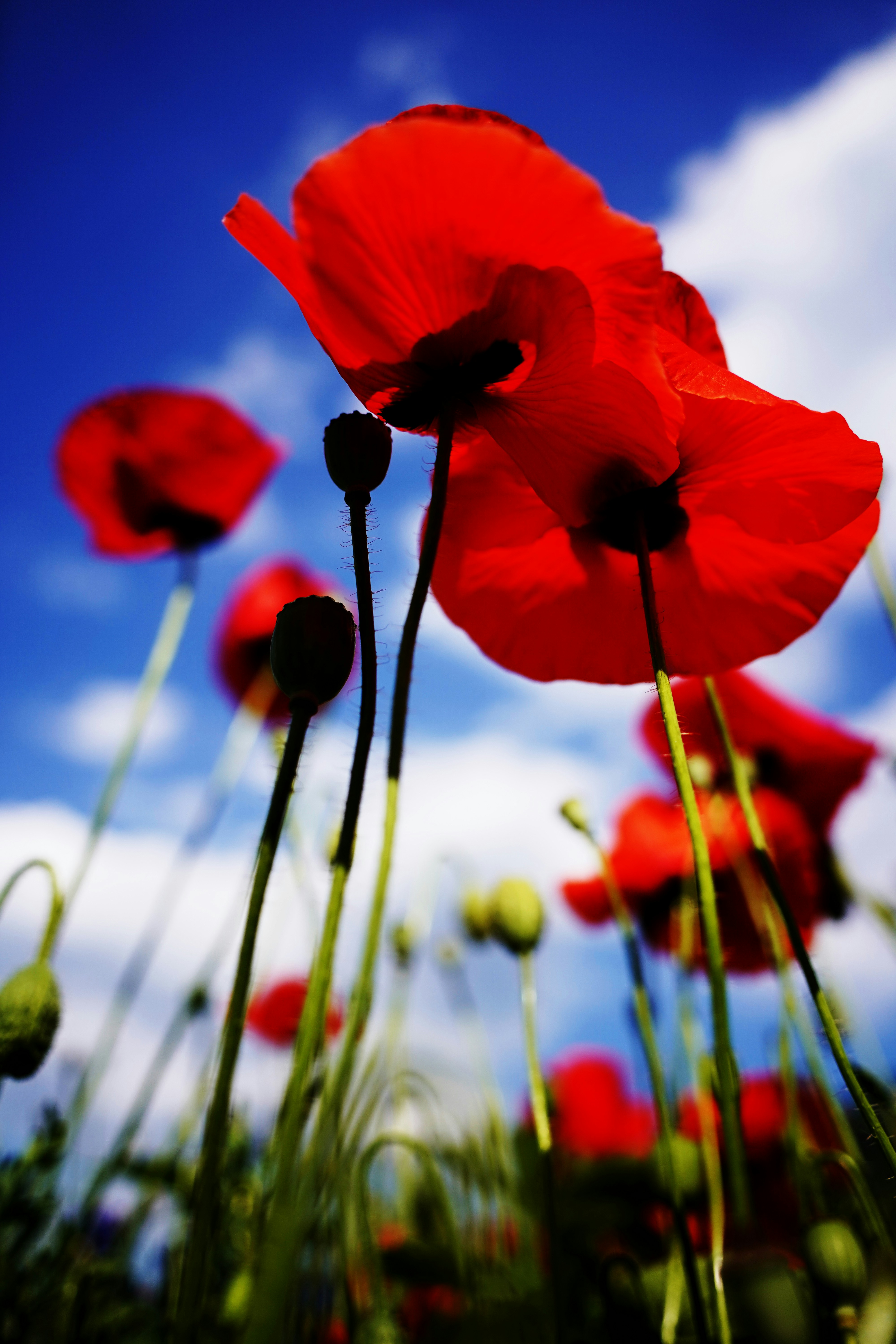 Un champ plein de fleurs rouges sous un ciel bleu photo – Image ...