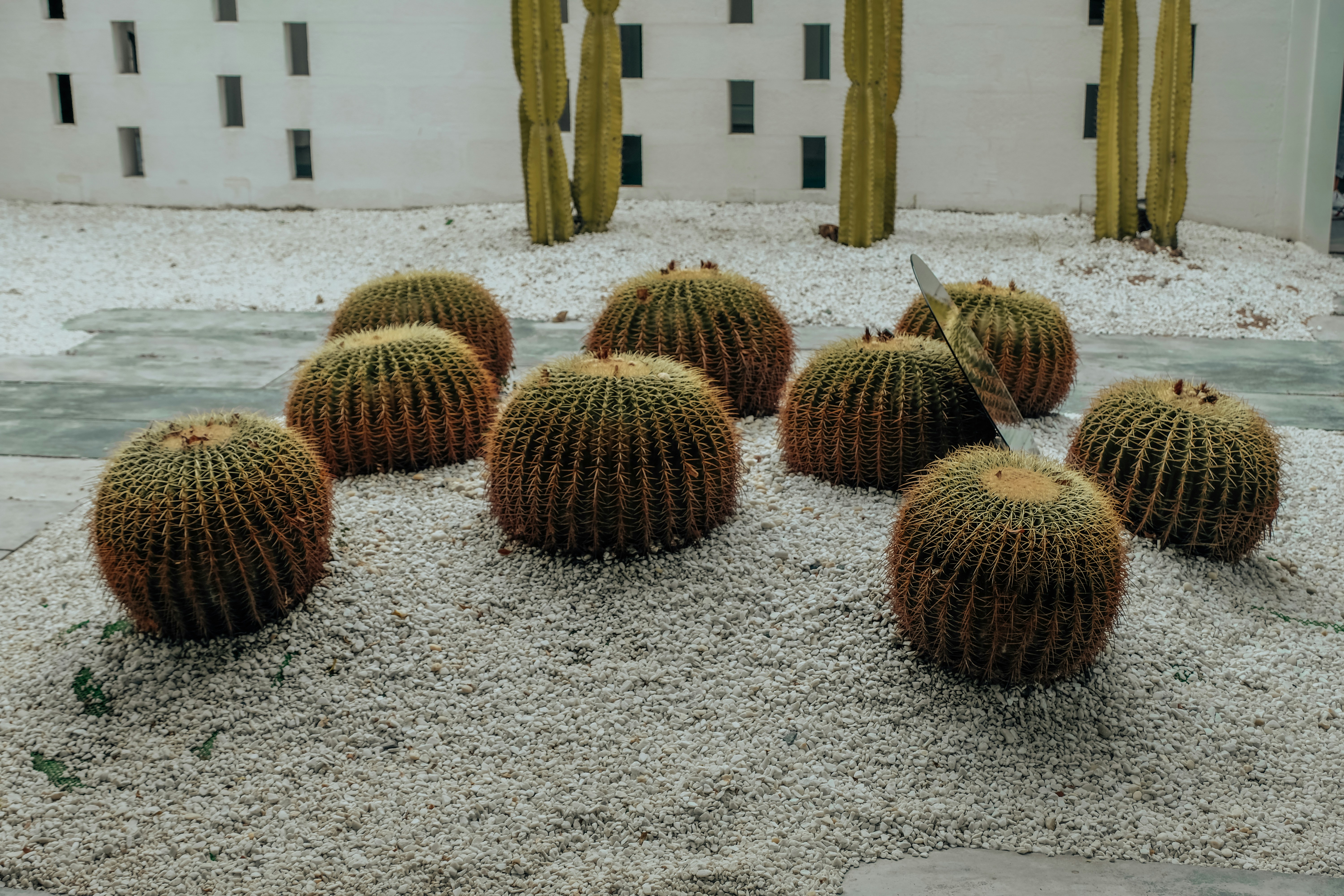 A group of cacti sitting on top of a sandy ground photo – Free Cactus ...