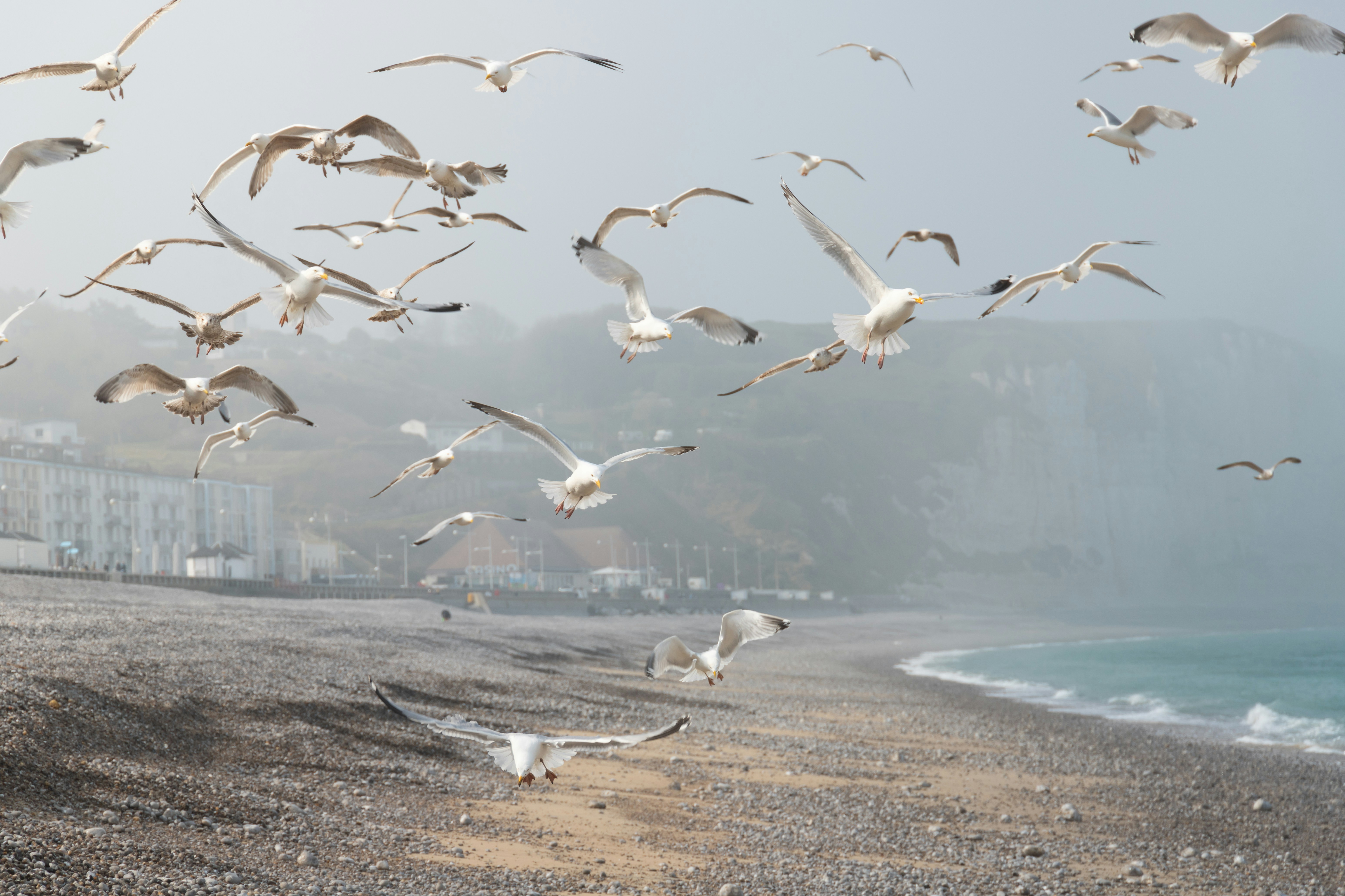 Gulls in the Mist: Flock Over a Pebble Beach