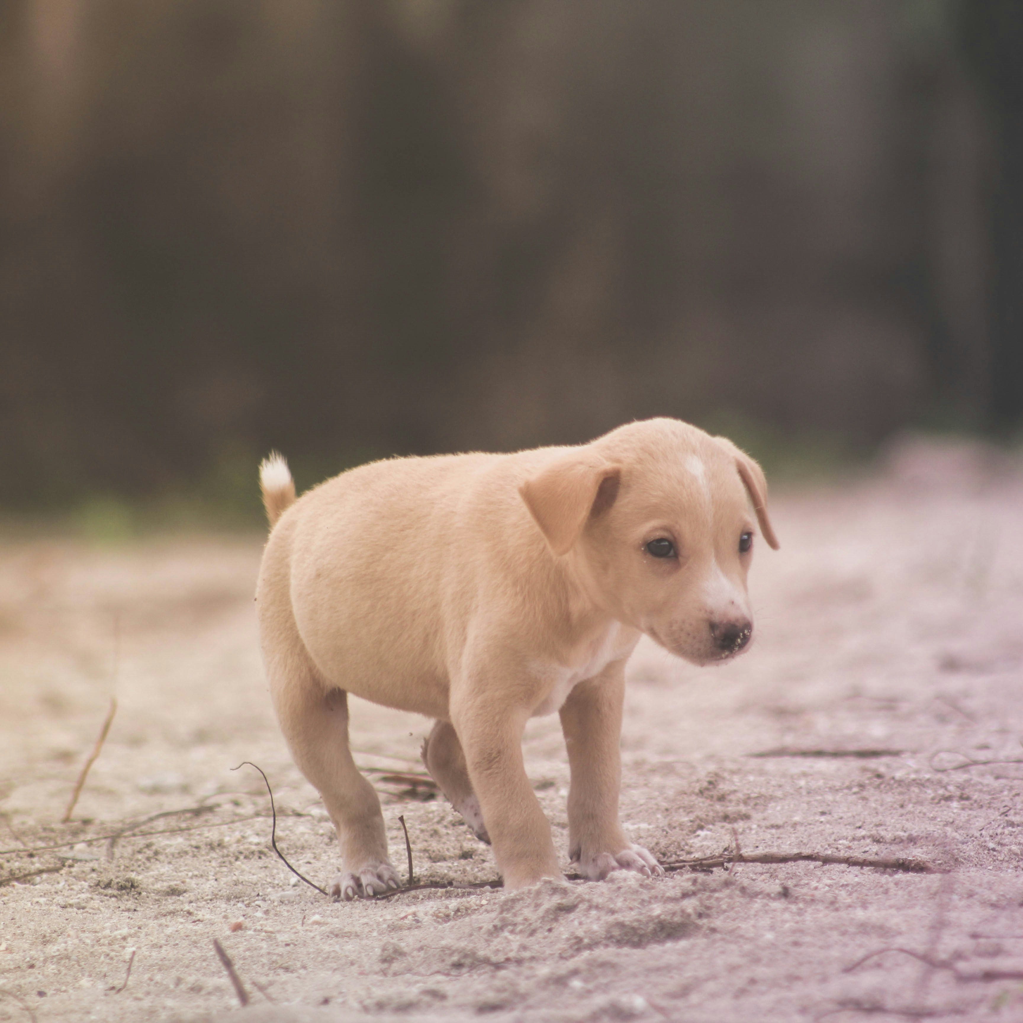 Soft Light, Small Explorer on a Sandy Path