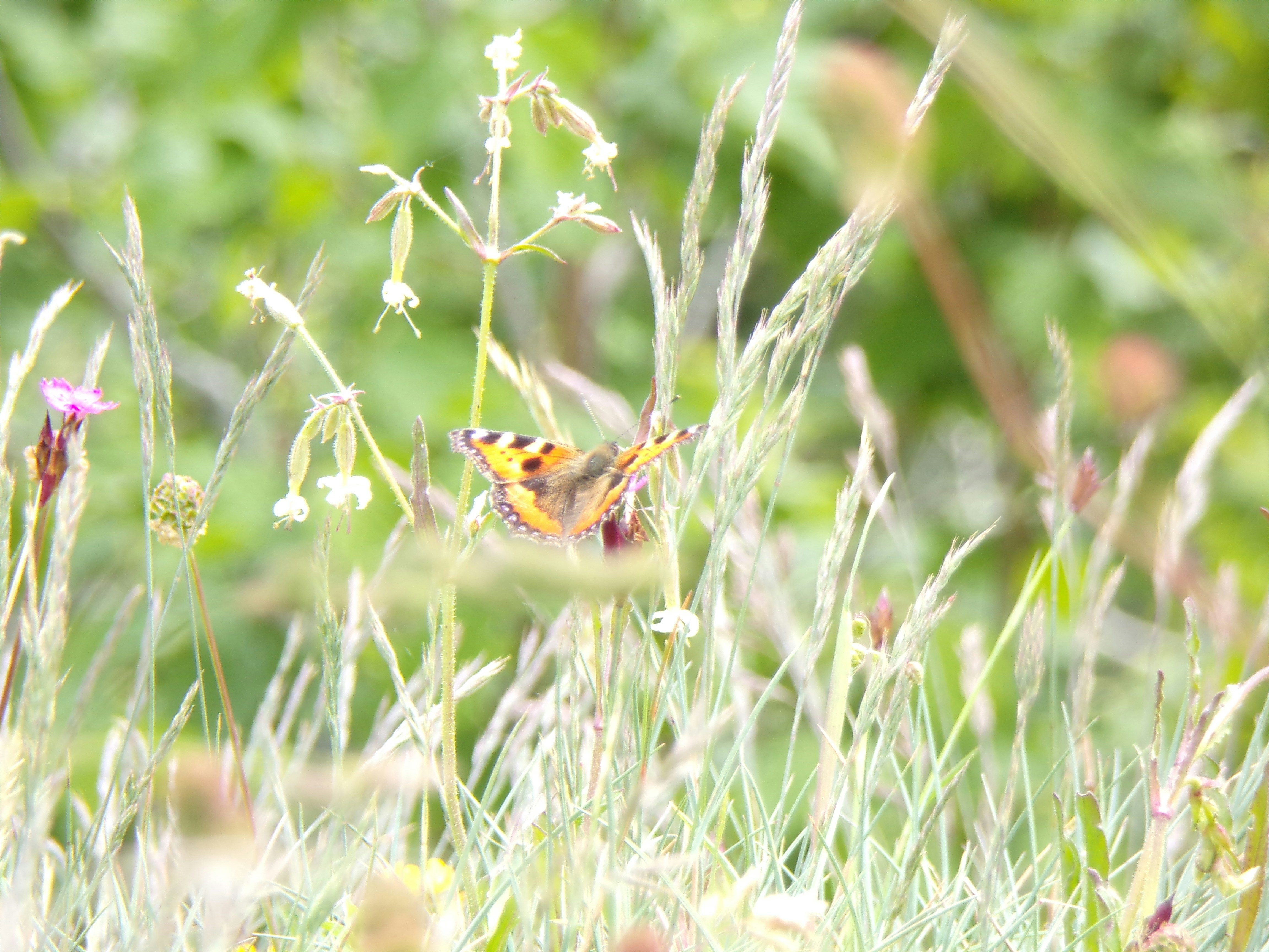 Painted Lady butterfly resting among sunlit meadow grasses, captured with a shallow depth of field.