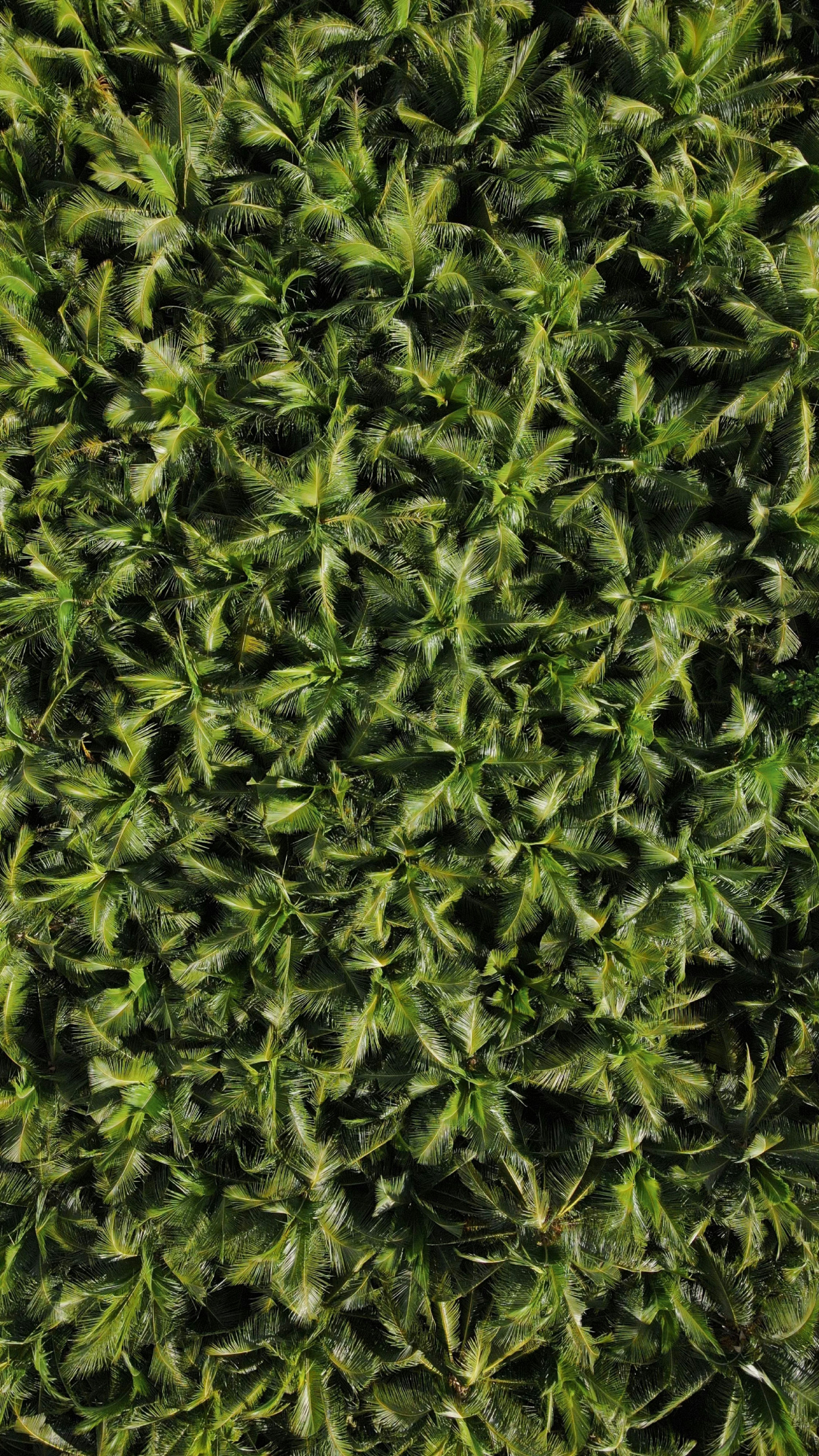 Canopy Tessellation: A Bird's-Eye View of Palm Fronds