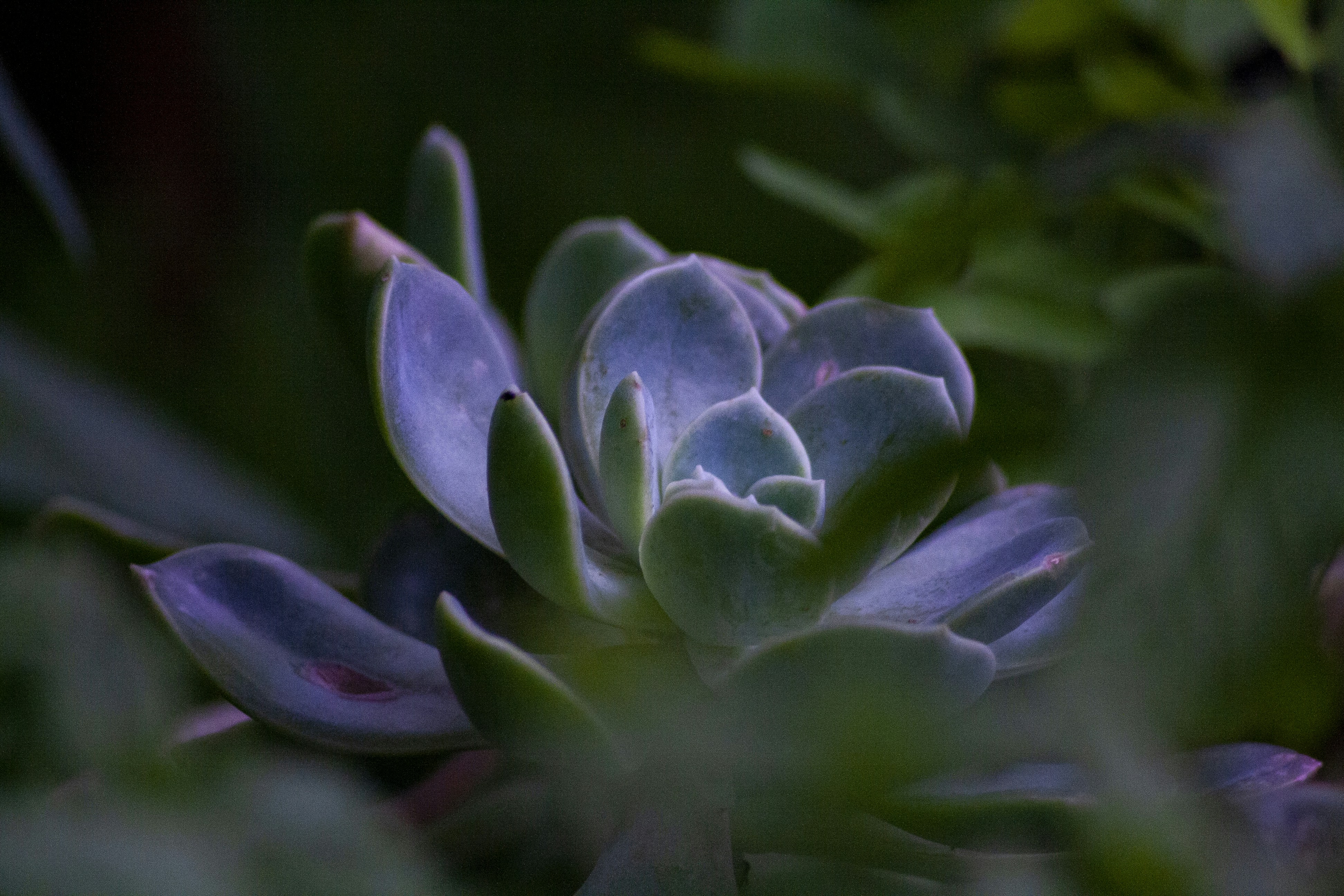 A lush succulent nestled among foliage, showcasing its vibrant hues and intricate leaf patterns. The composition highlights the plant's natural beauty in a serene setting.