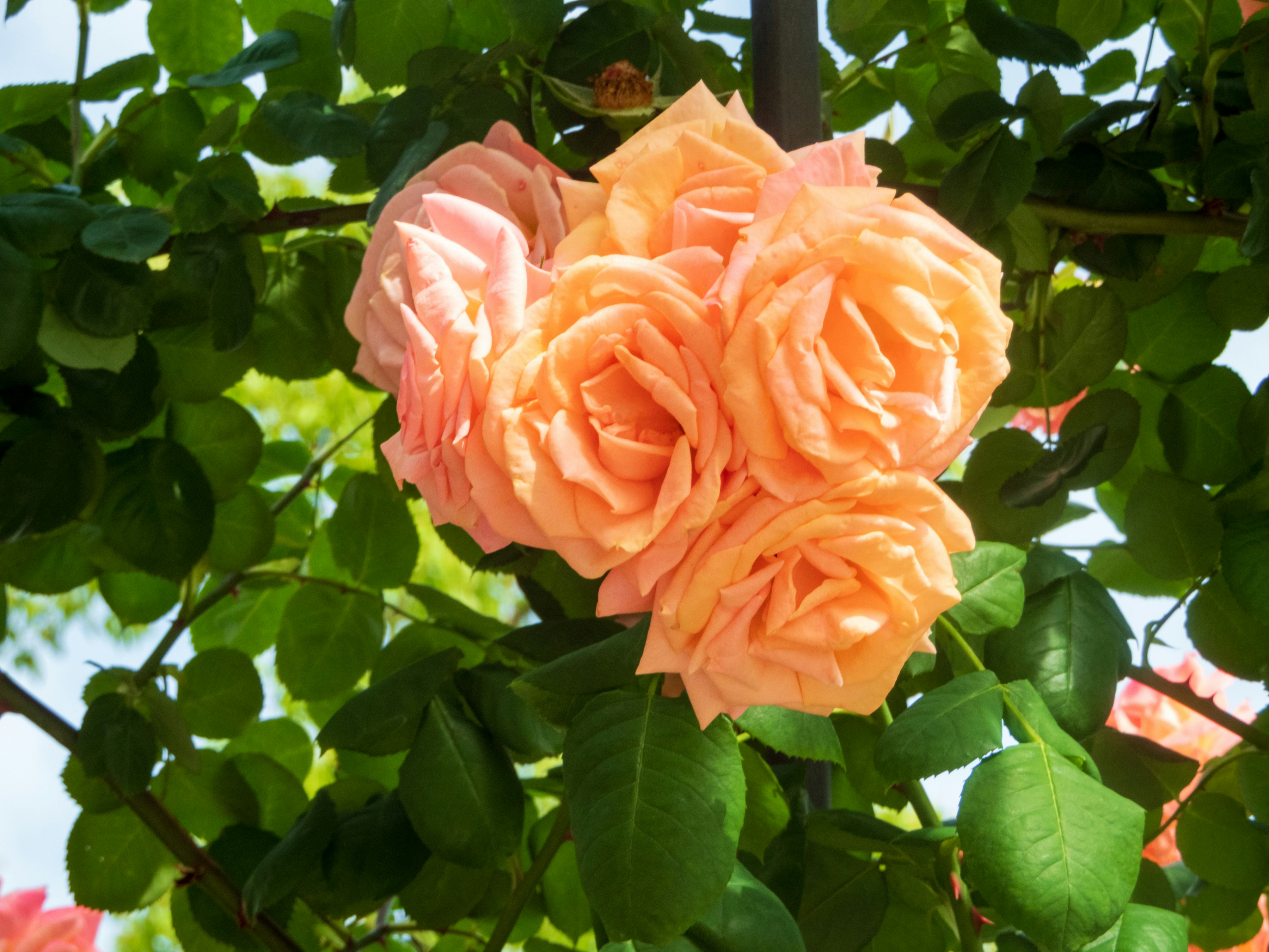 Peach-orange roses in sunlit garden embrace