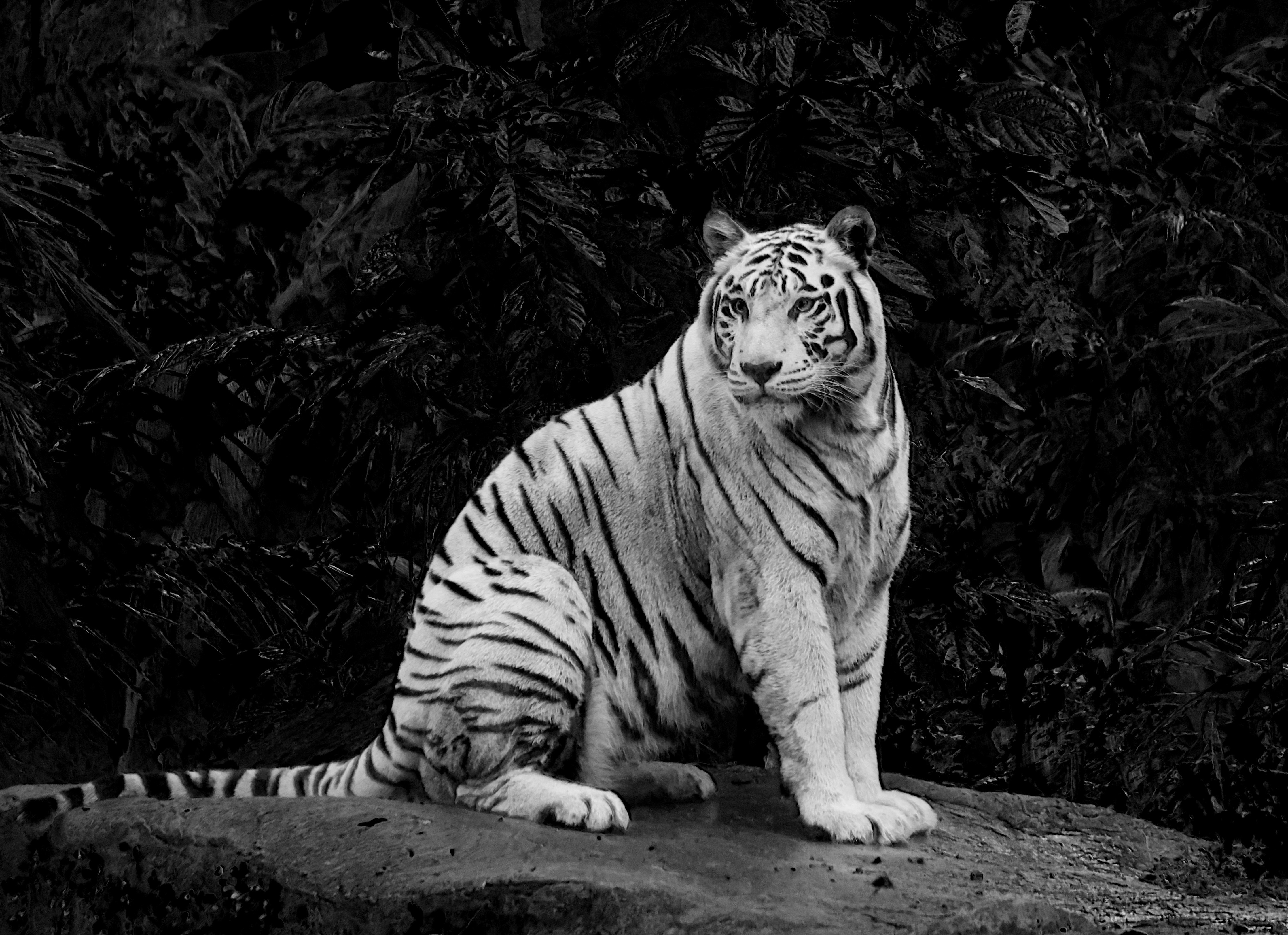 a white tiger sitting on top of a rock