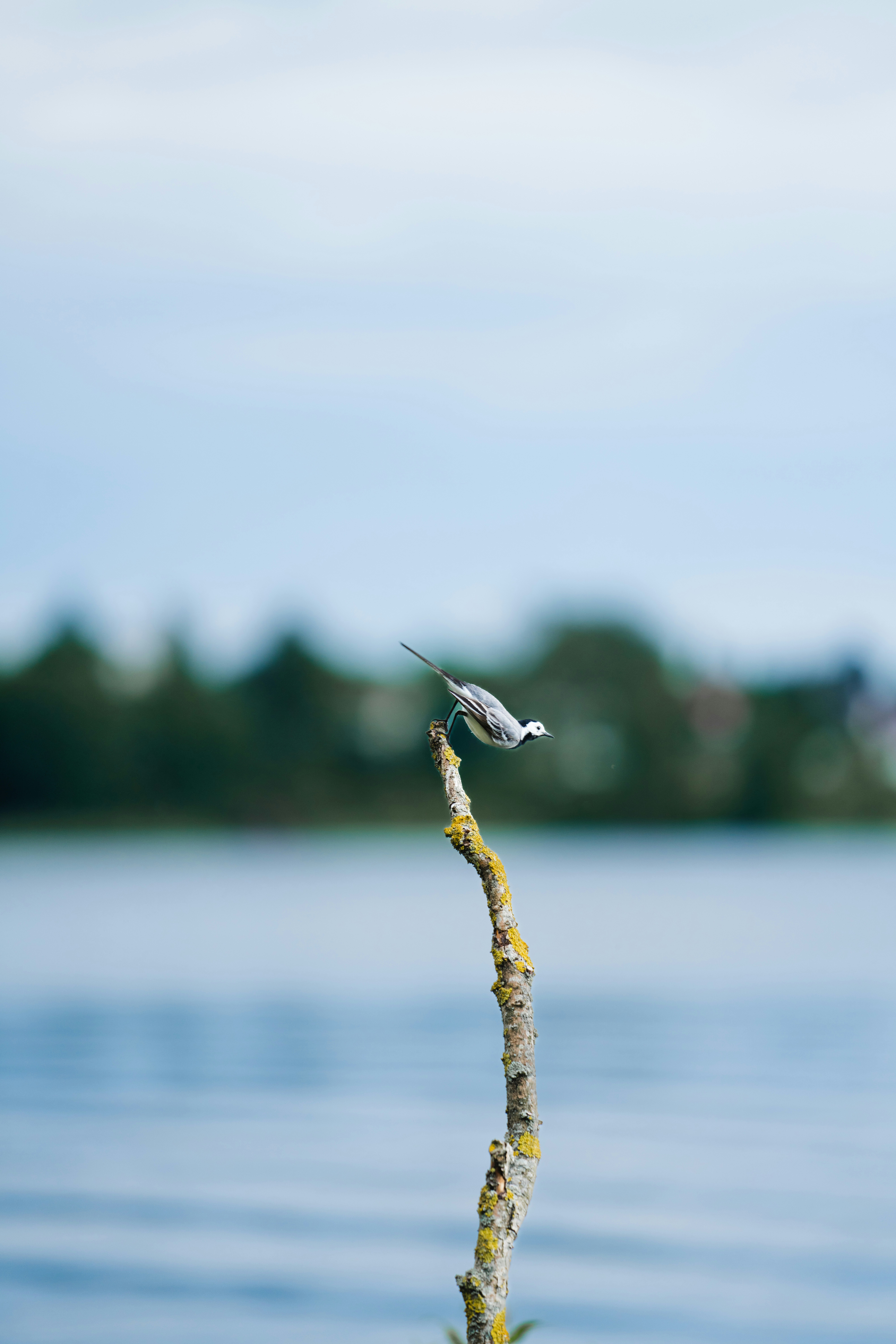 Lift-off from a Mossy Perch Over a Glassy Lake