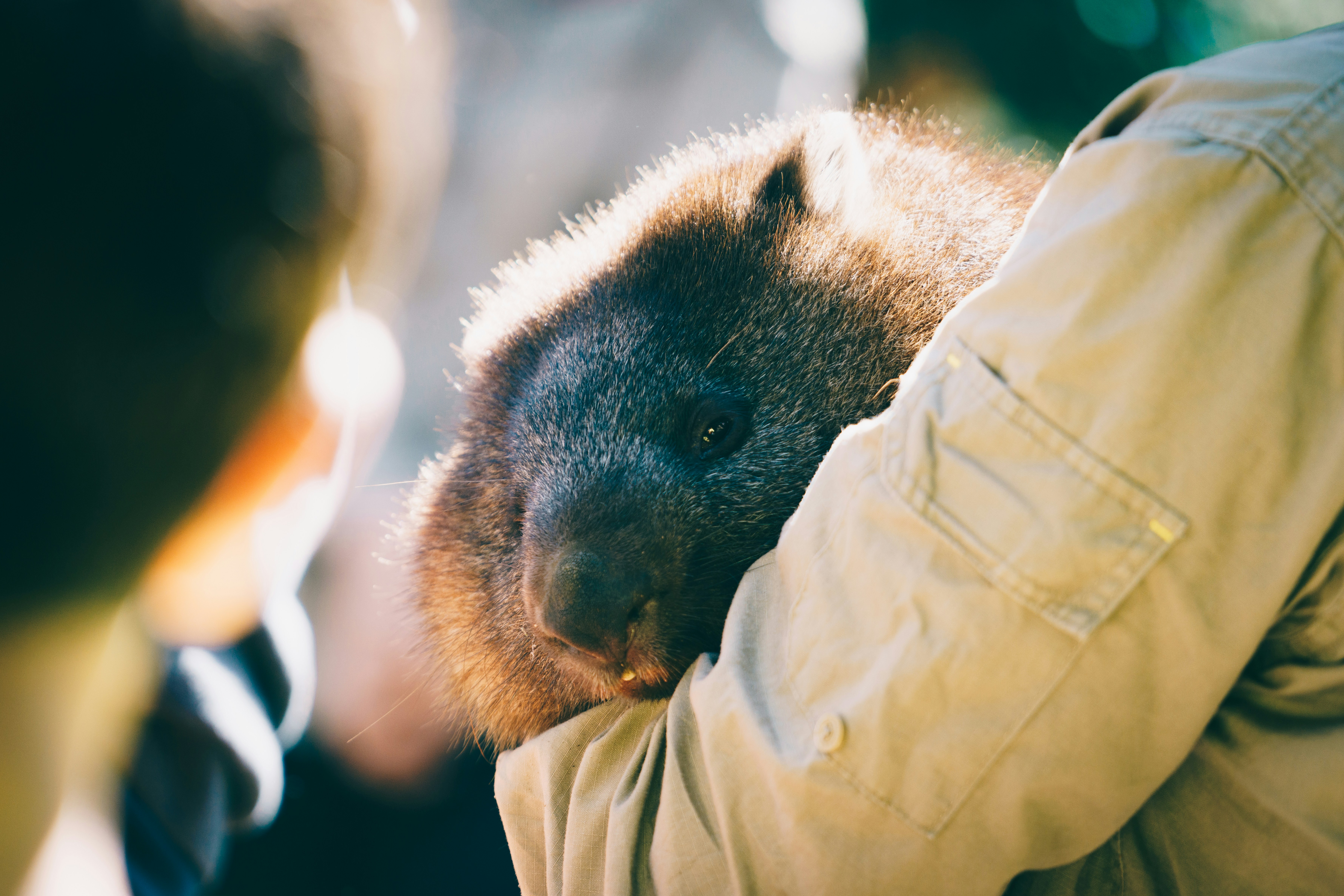 Tender Moment: A Child’s Embrace with a Squirrel