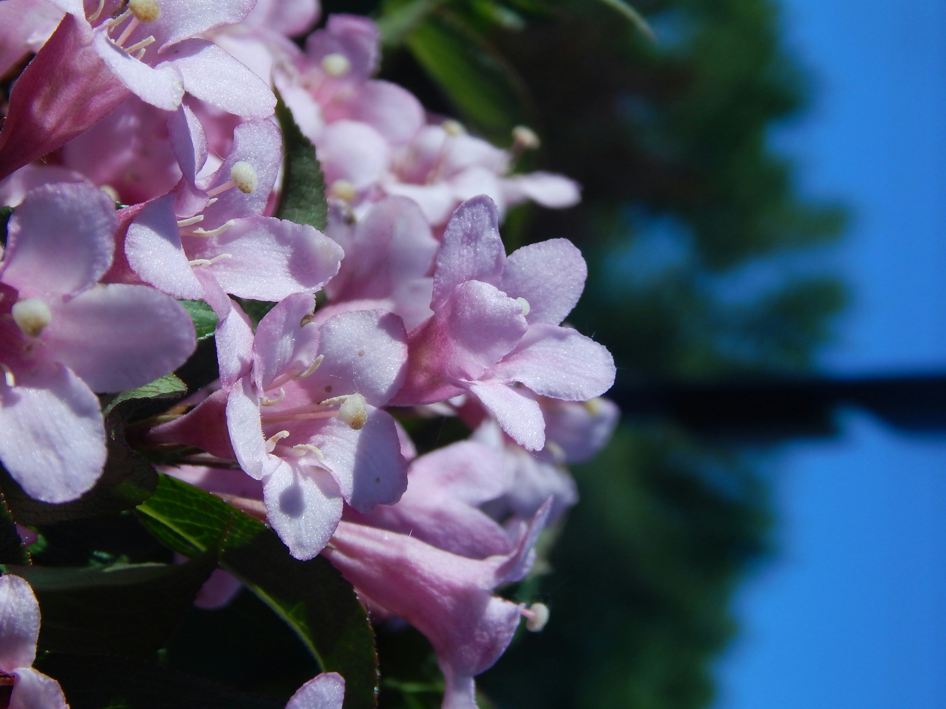 Pink Hydrangea Cluster in Sharp Focus with Blurred Blue Sky