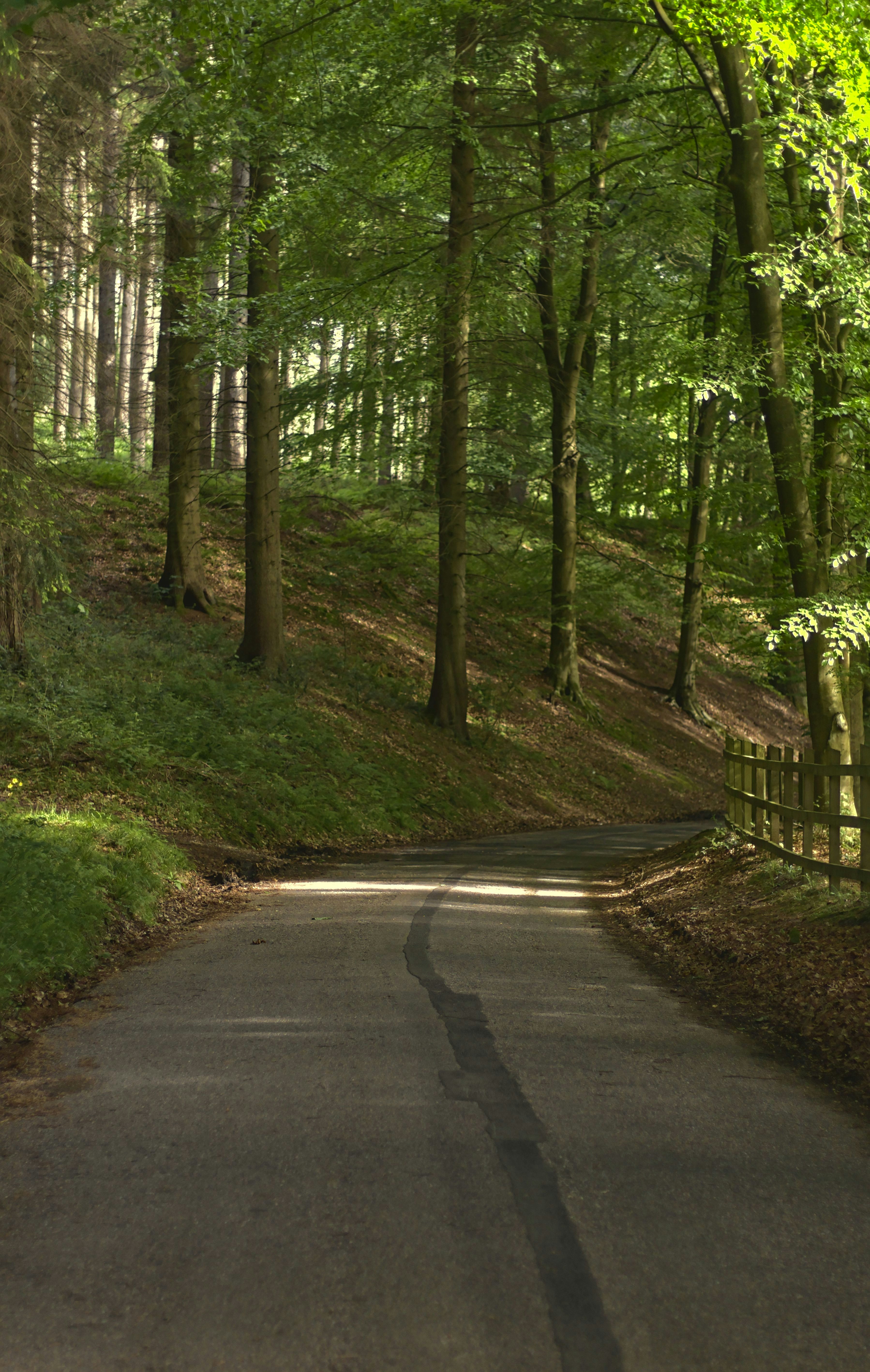Winding Through a Sunlit Pine Corridor