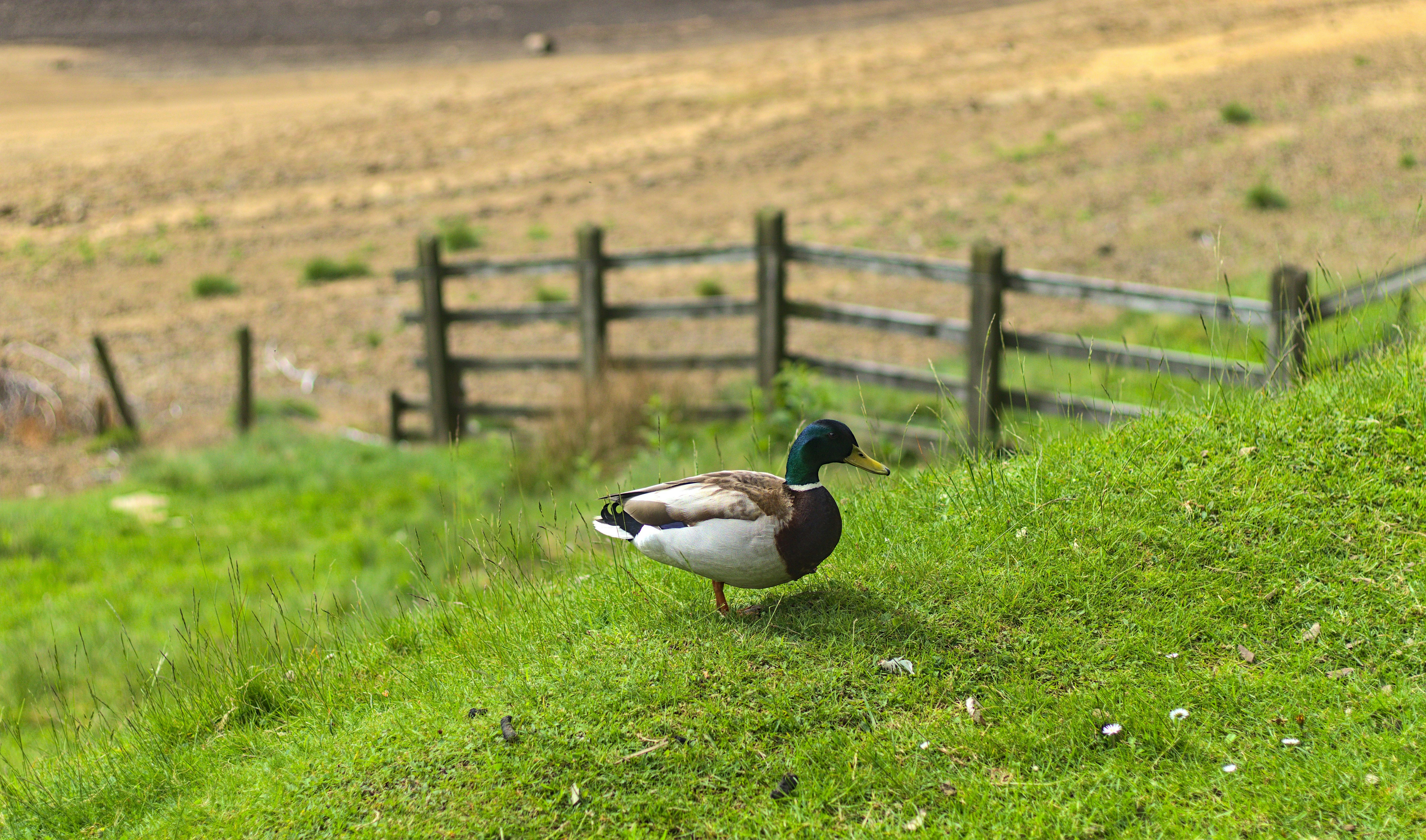 a duck standing in the grass near a fence