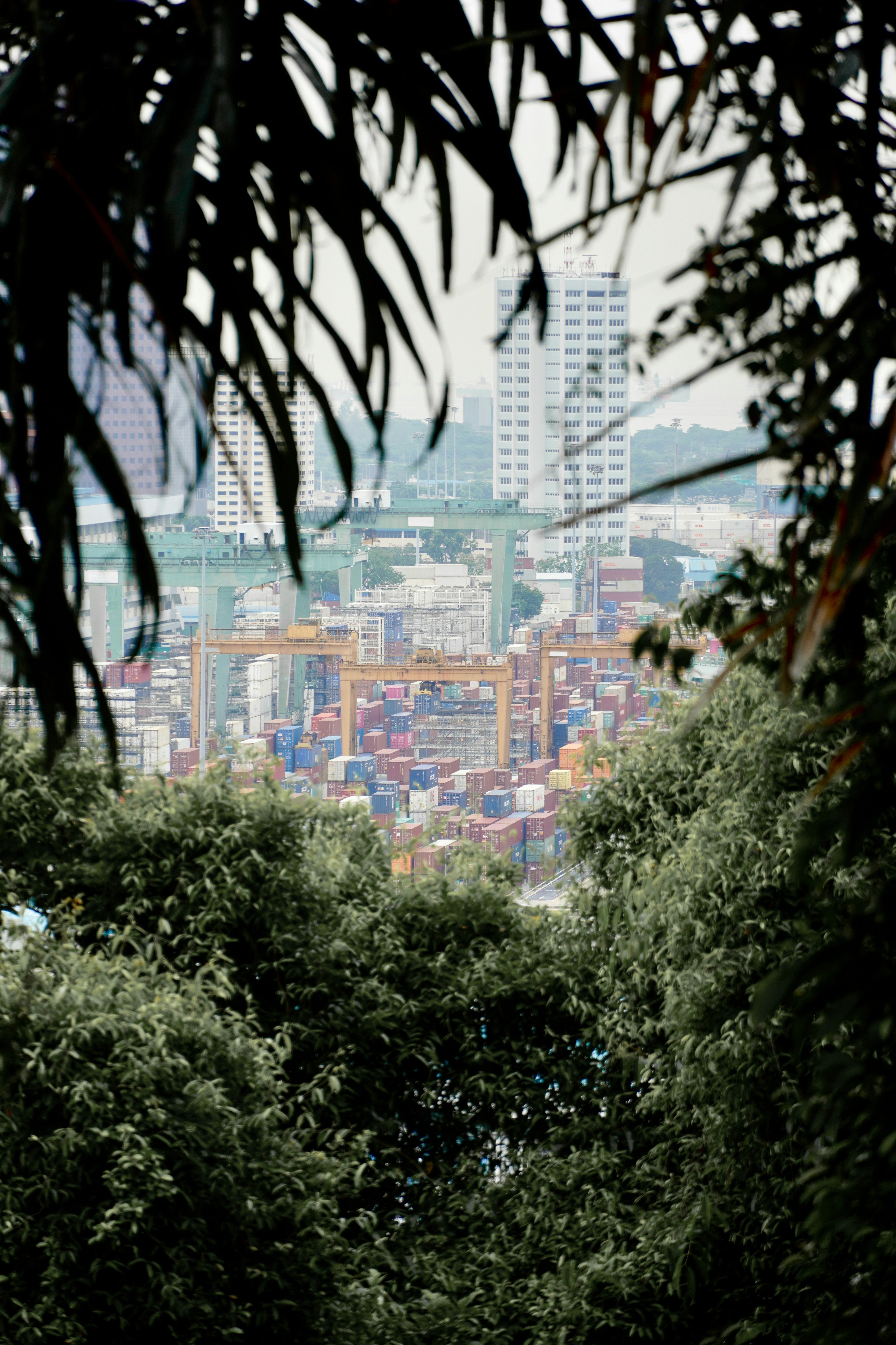Framed by Foliage, a Container Port Emerges Beyond the Trees
