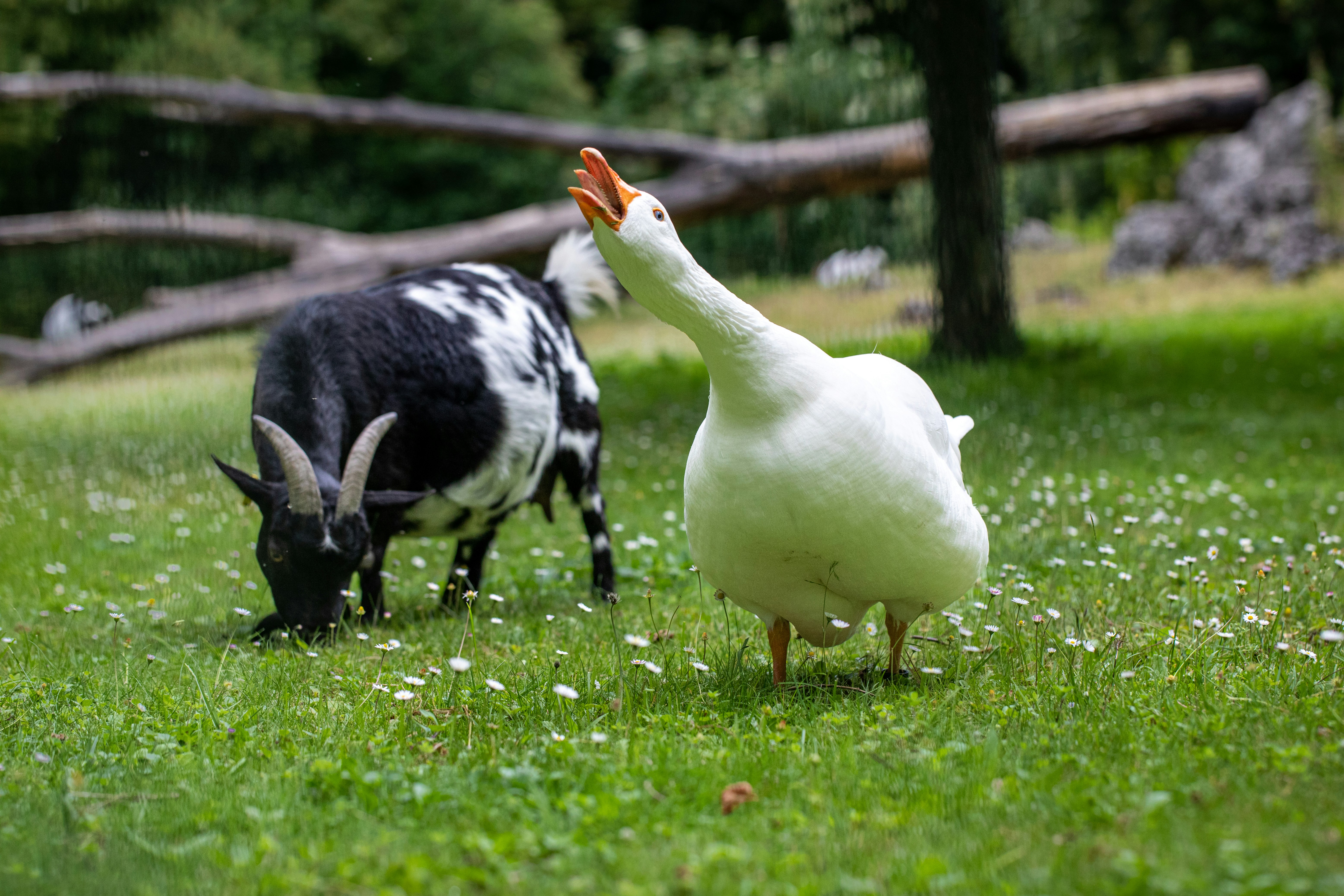 Open-Beak Goose Leads a Quiet Meadow Encounter
