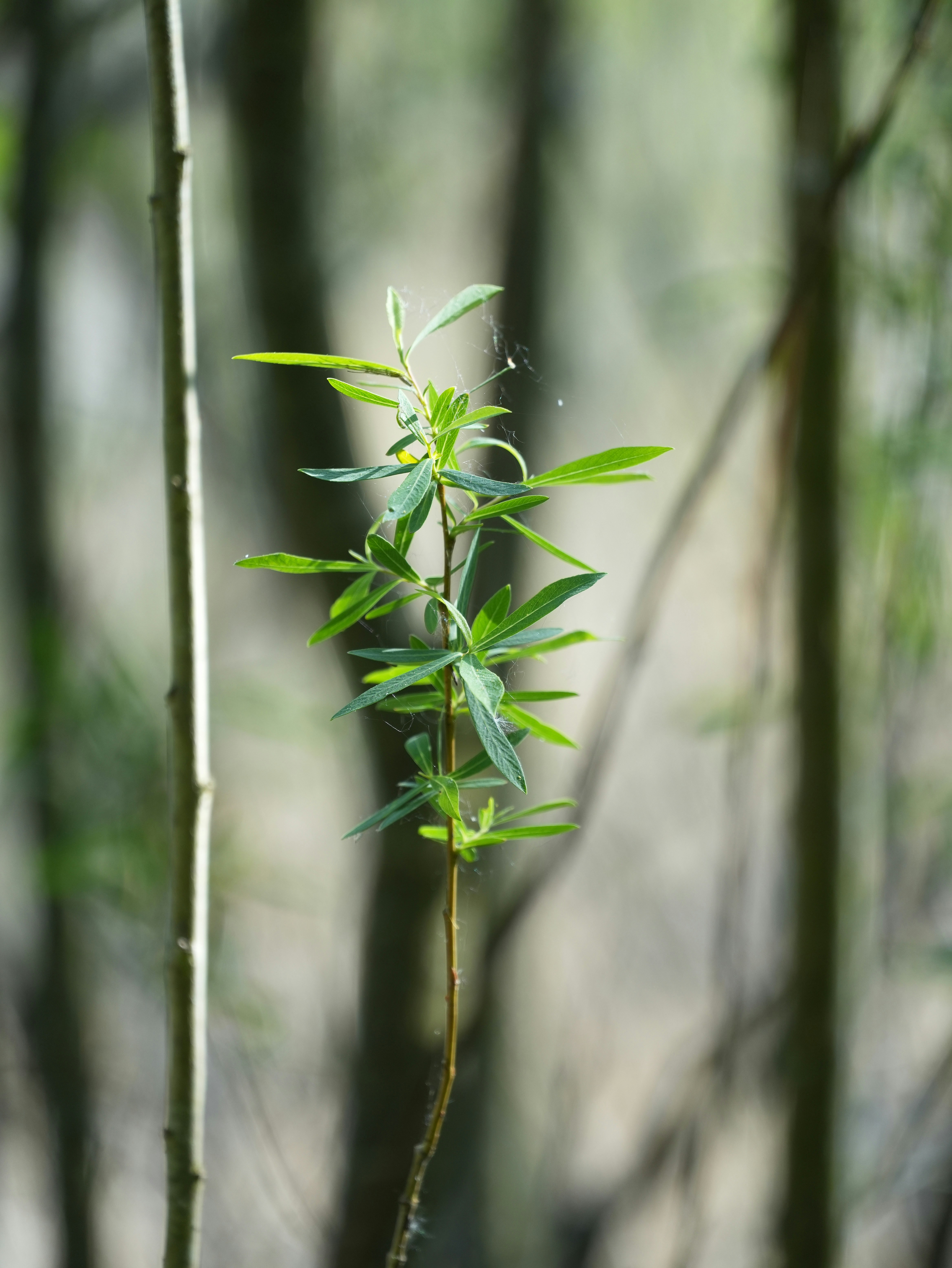 Emerald Sprout Piercing the Forest's Soft Blur