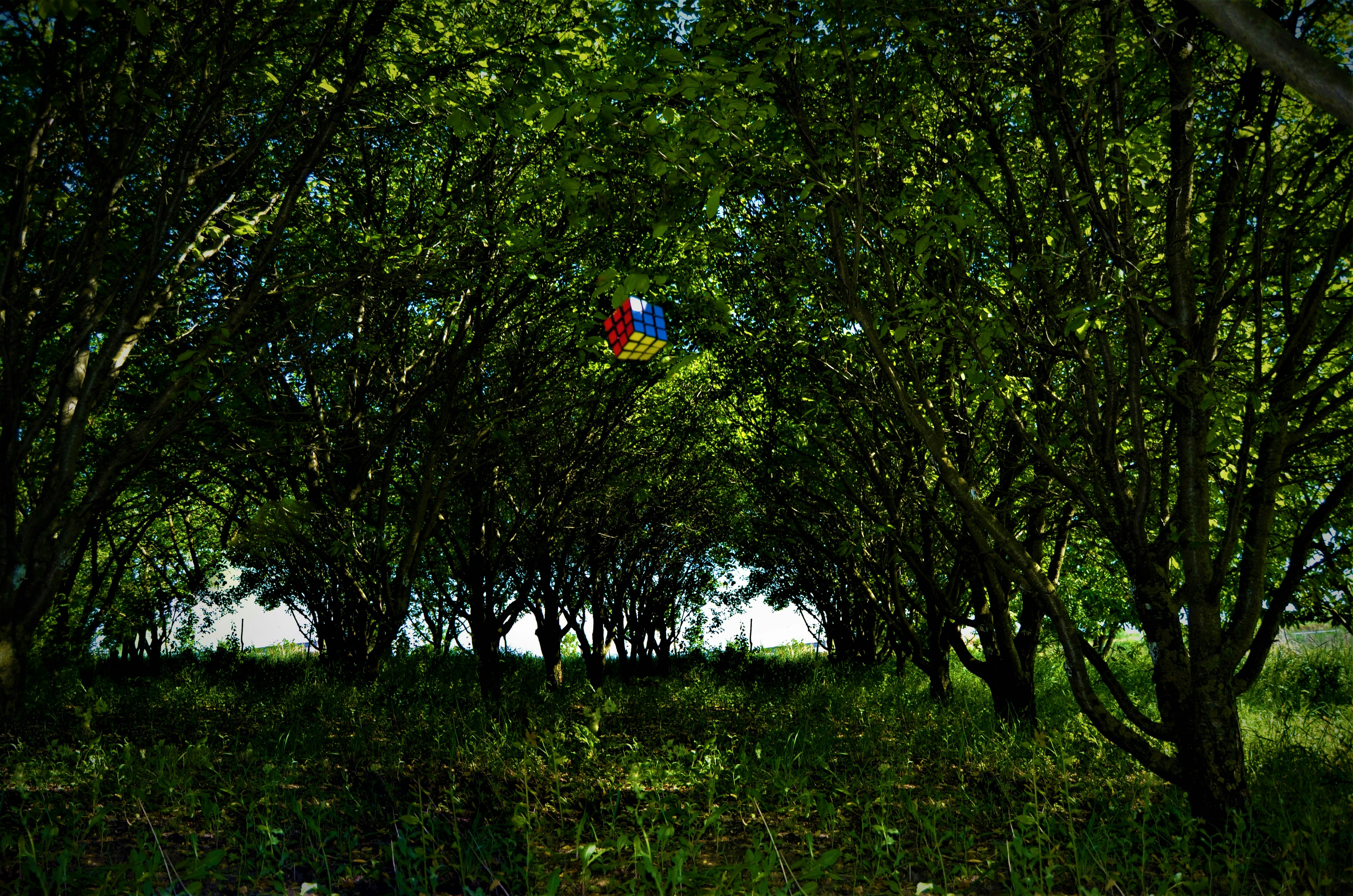 A bunch of trees that are in the grass photo – Free Plant Image on Unsplash
