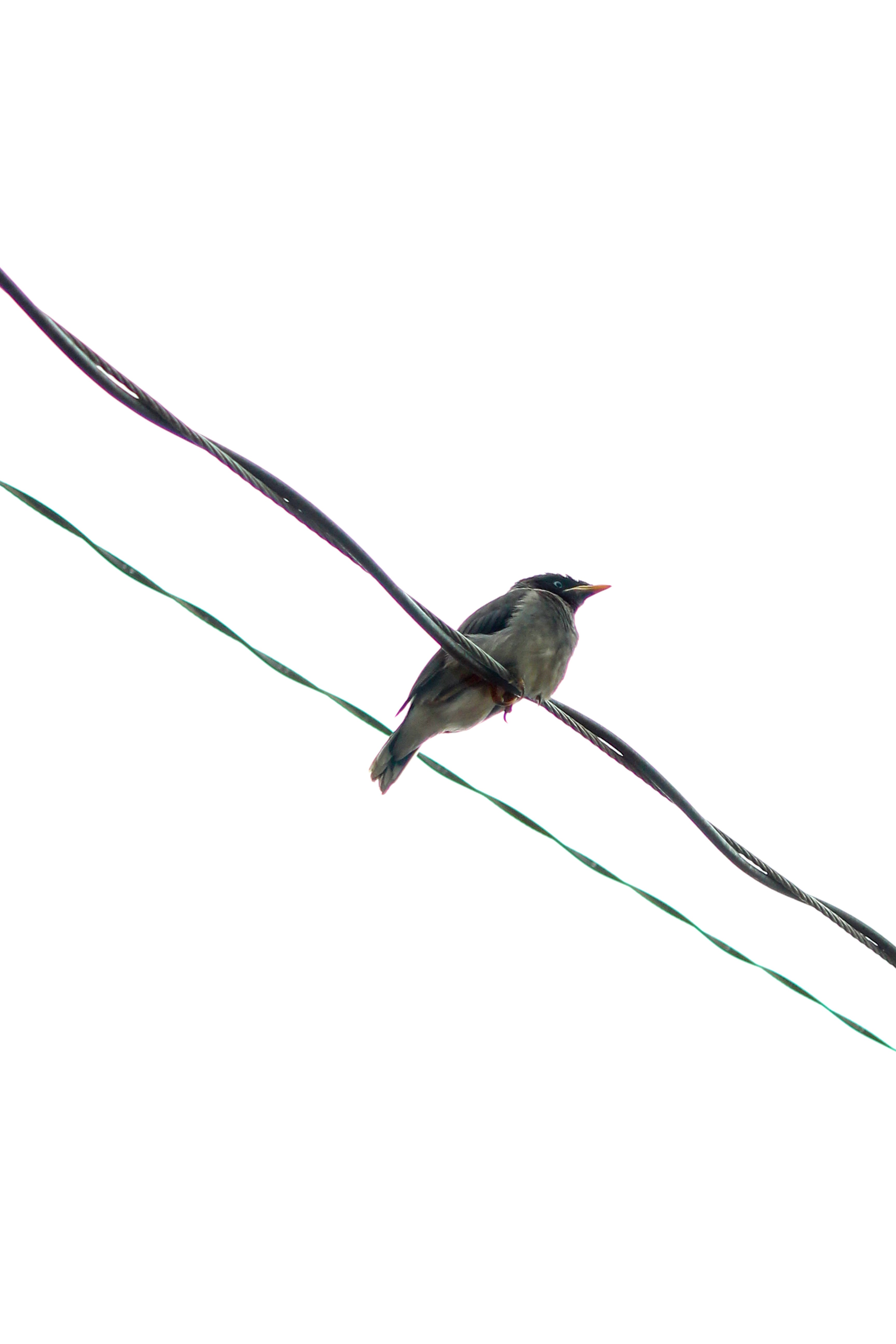 Diagonal Wire Serenade: A Small Songbird Perched on a Slim Cable