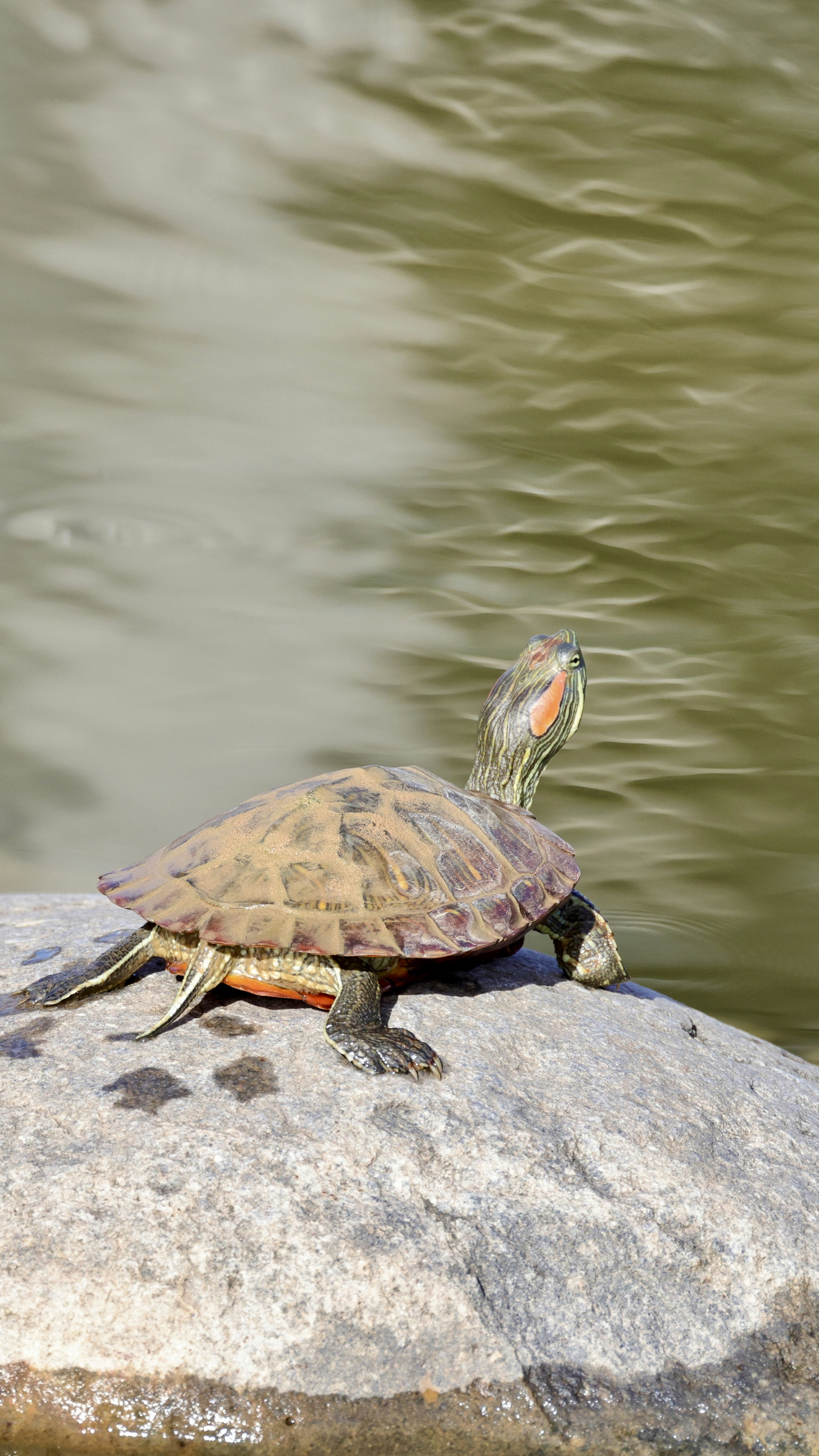 Sunlit Pond Sentinel: A Turtle’s Quiet Rest on a Granite Outcrop