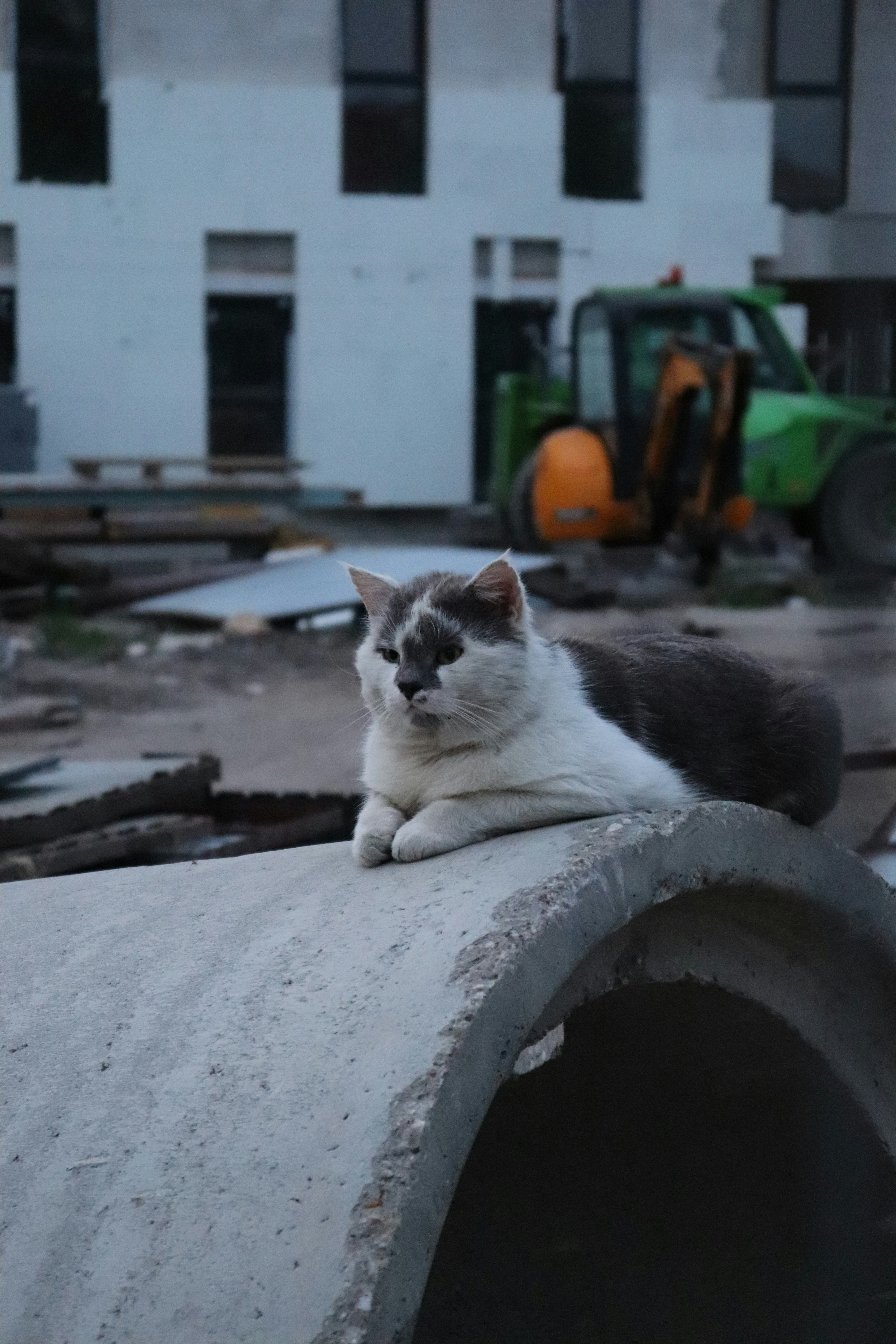 Urban Serenity: The Cat's Domain